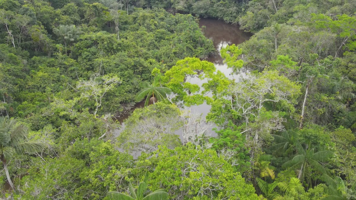 Amazon Rain Forest Videos, Download The BEST Free 4k Stock Video ...