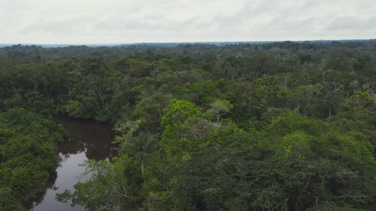 Amazon Forest Videos, Download The BEST Free 4k Stock Video Footage ...