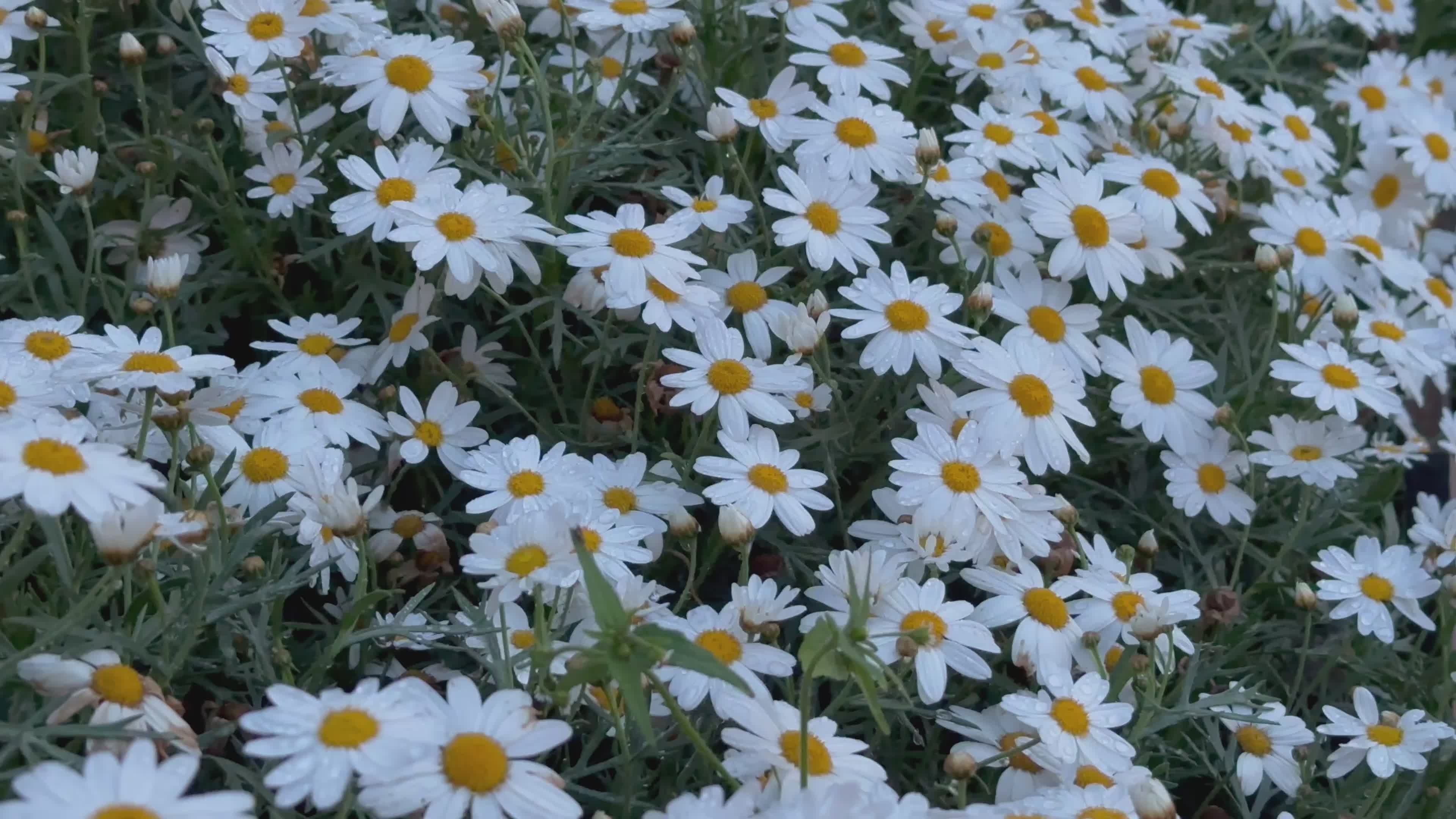 Beautiful Daisy Flower Field in Bloom Free Stock Video Footage, Royalty ...