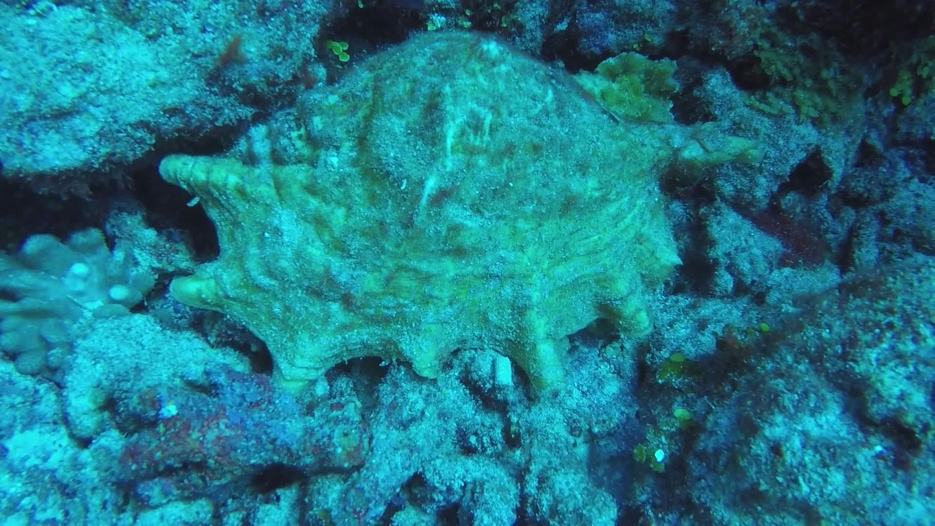 Shell Slab Videos, Download The BEST Free 4k Stock Video Footage ...