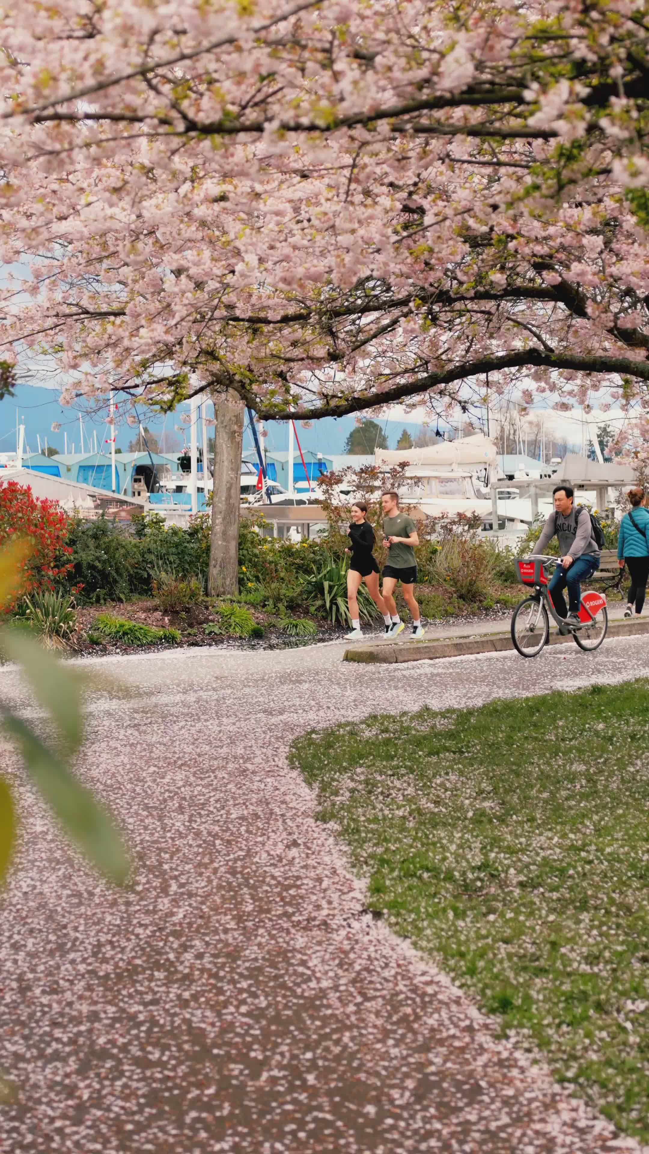 Spring Day in Park with Cherry Blossoms and Cyclists Free Stock Video ...