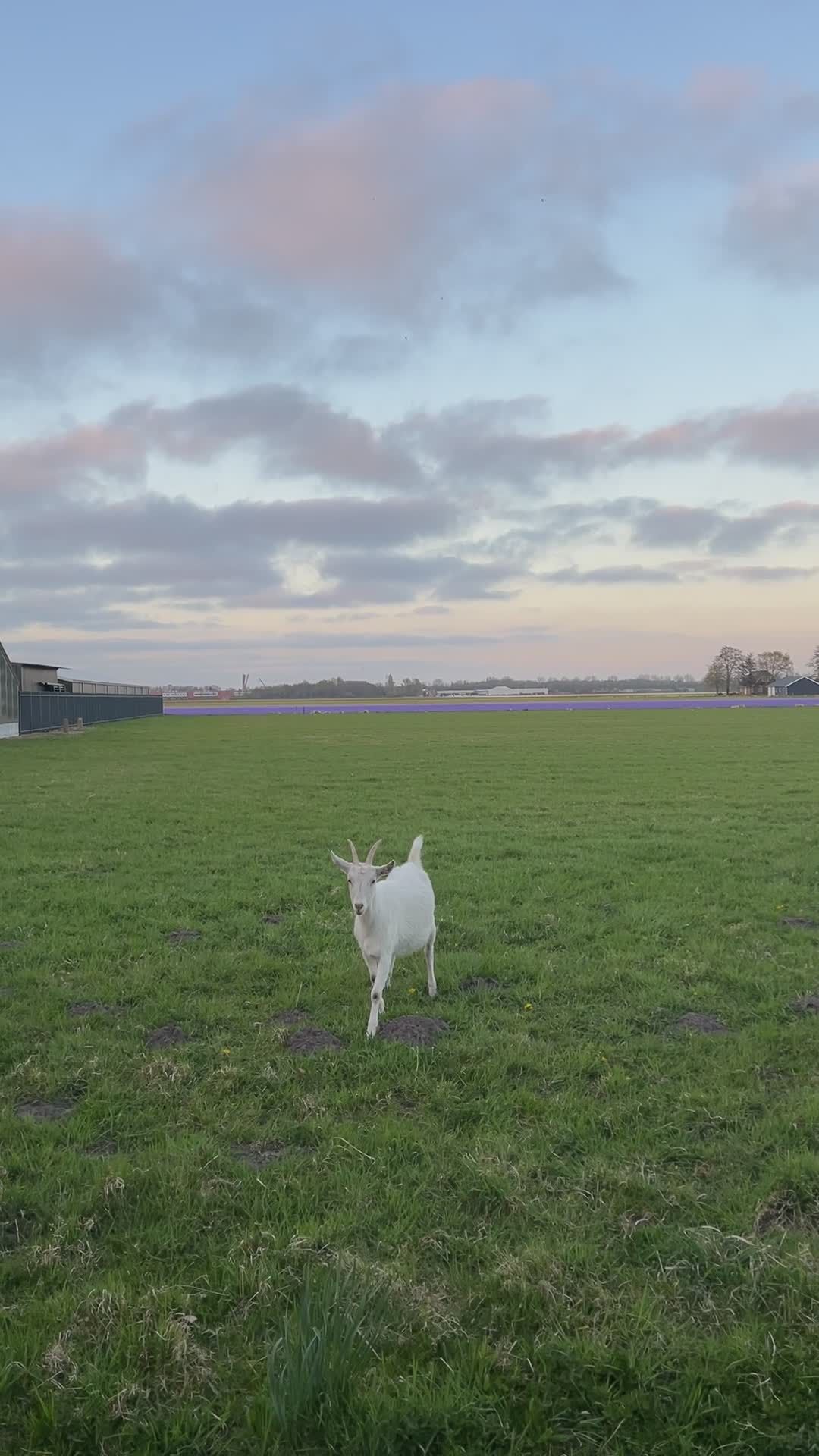 Peaceful Goats Grazing in Springtime Field Free Stock Video Footage ...