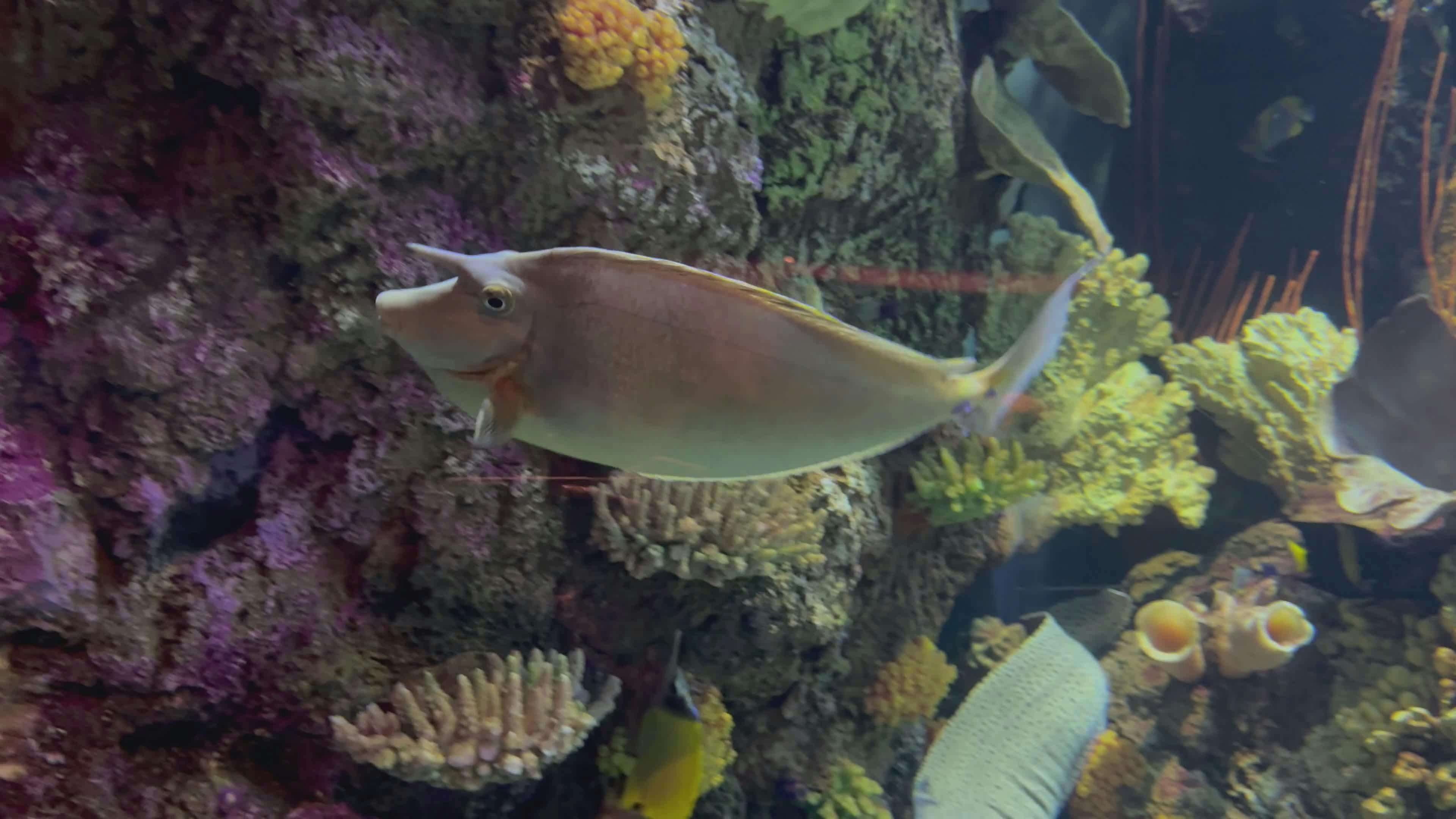 Roger Fish Videos, Download The BEST Free 4k Stock Video Footage ...