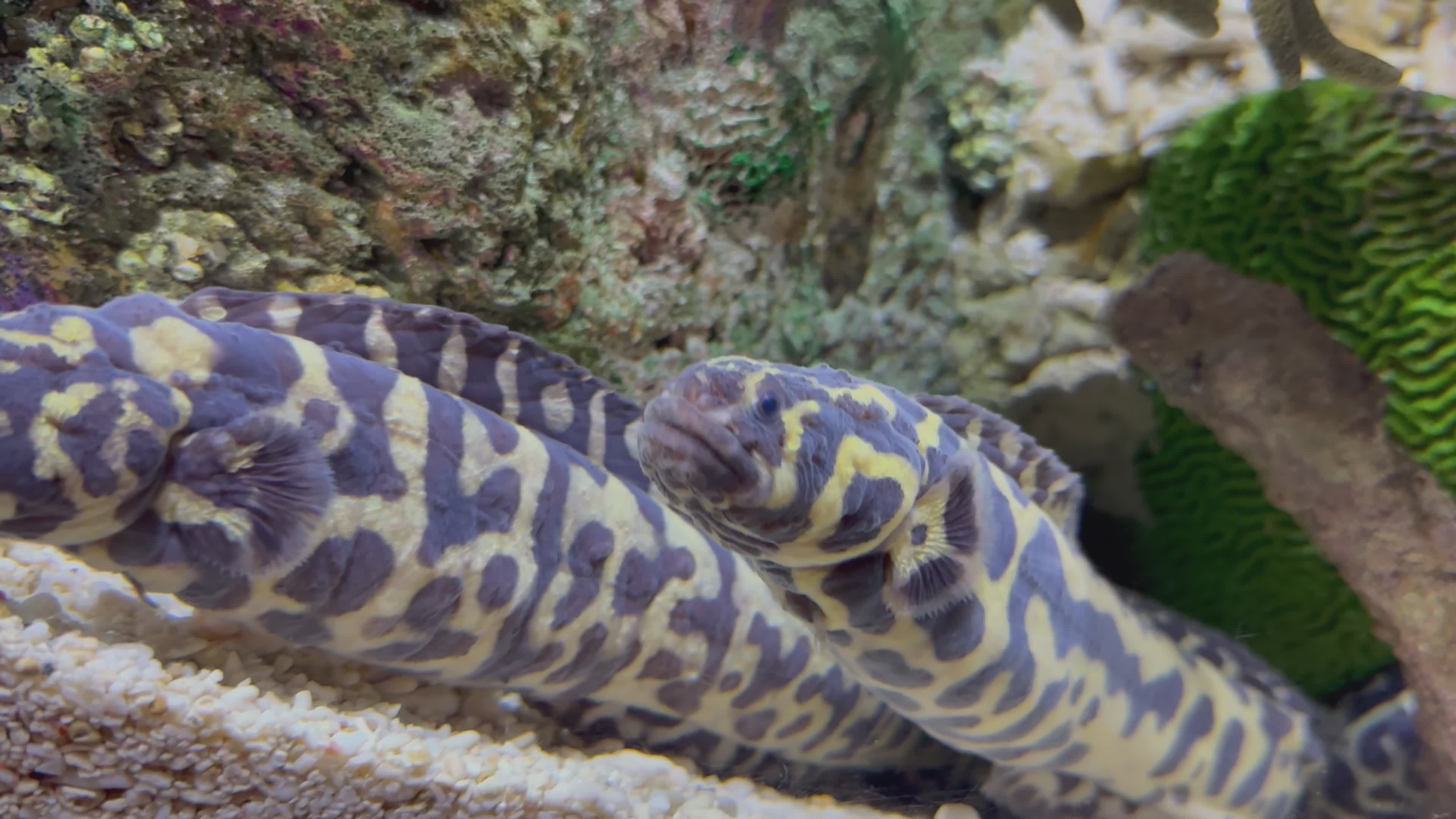 Vibrant Zebra Eels in Colorful Coral Habitat Free Stock Video Footage ...