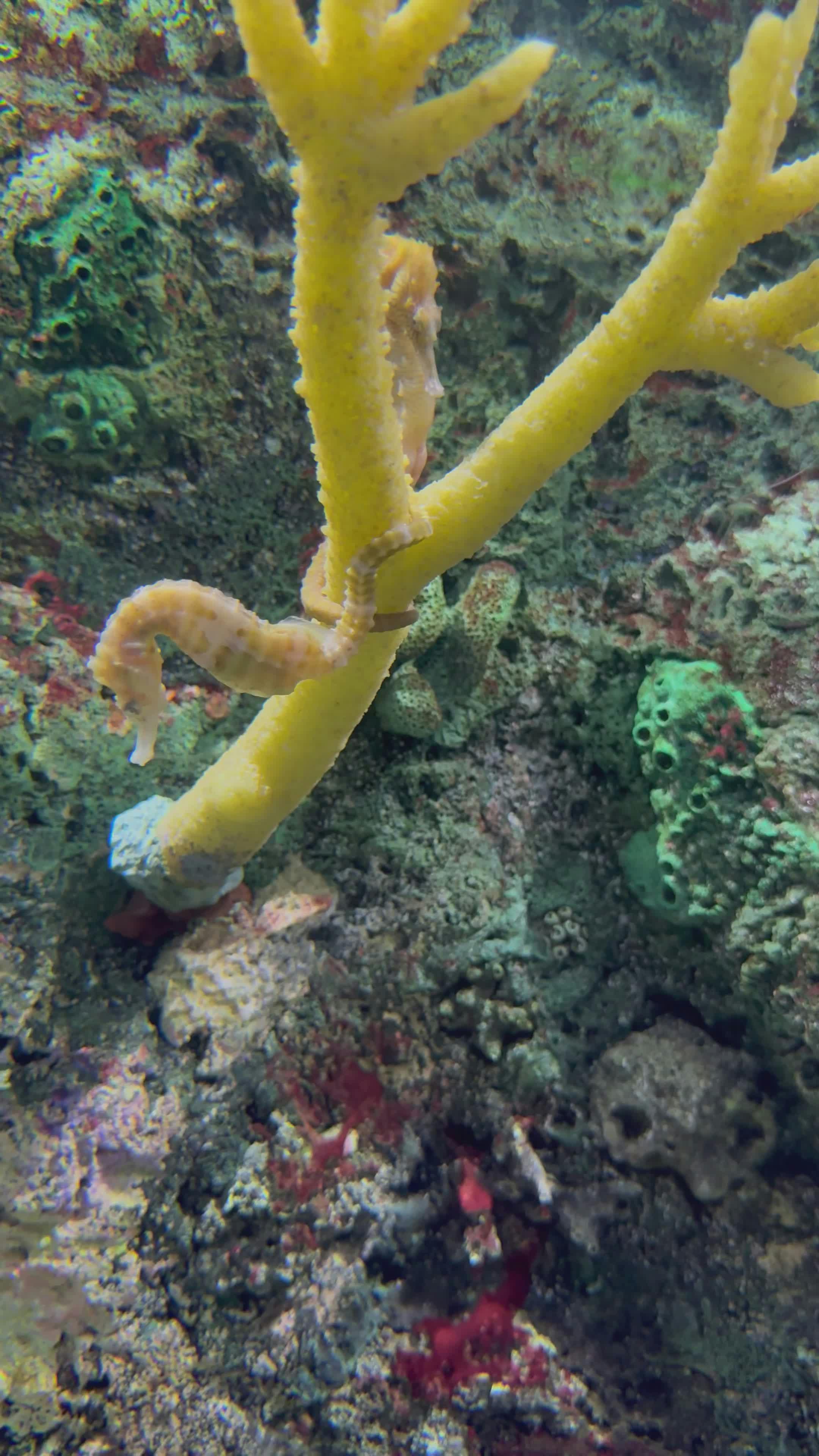 Vibrant Coral Reef with Yellow Sea Fan Free Stock Video Footage ...
