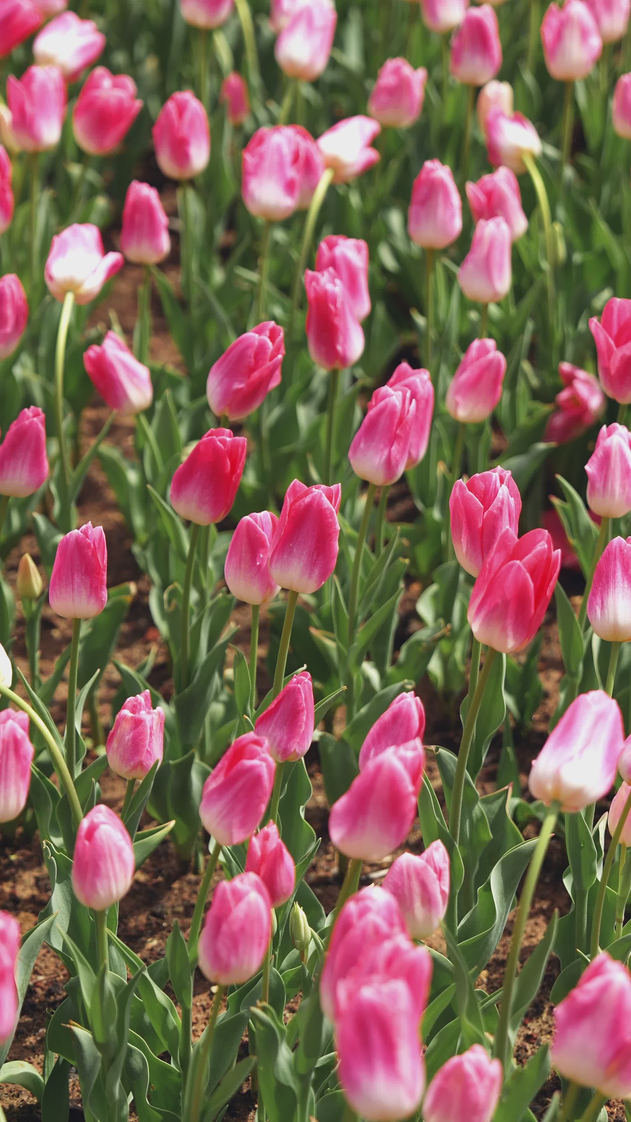 Tuberoos Bloom Videos, Download The BEST Free 4k Stock Video Footage ...