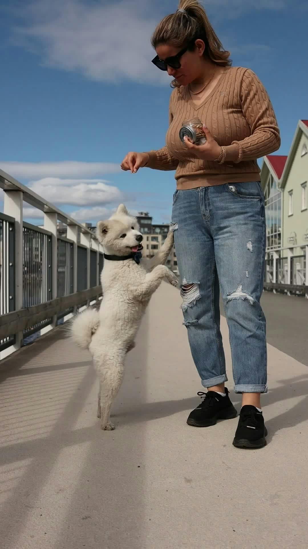 Mating Dog Videos, Download The BEST Free 4k Stock Video Footage ...