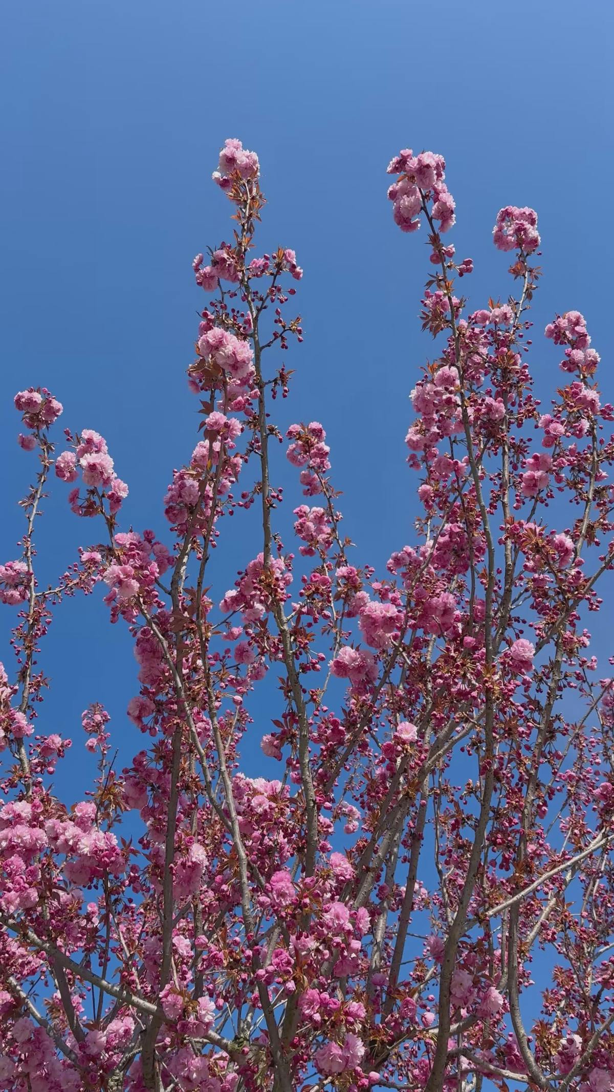 Video+Viral+Bokep Videos, Download The BEST Free 4k Stock Video Footage & Video+Viral+Bokep HD ...