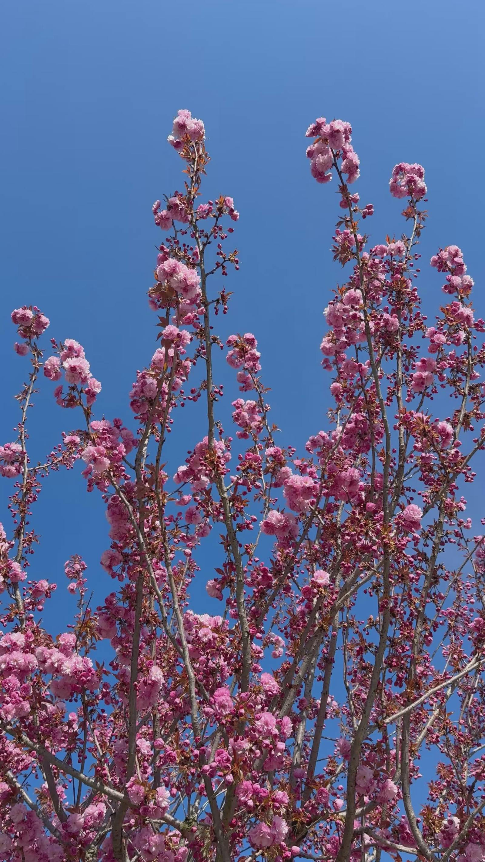 Video+Viral+Bokep Videos, Download The BEST Free 4k Stock Video Footage & Video+Viral+Bokep HD ...