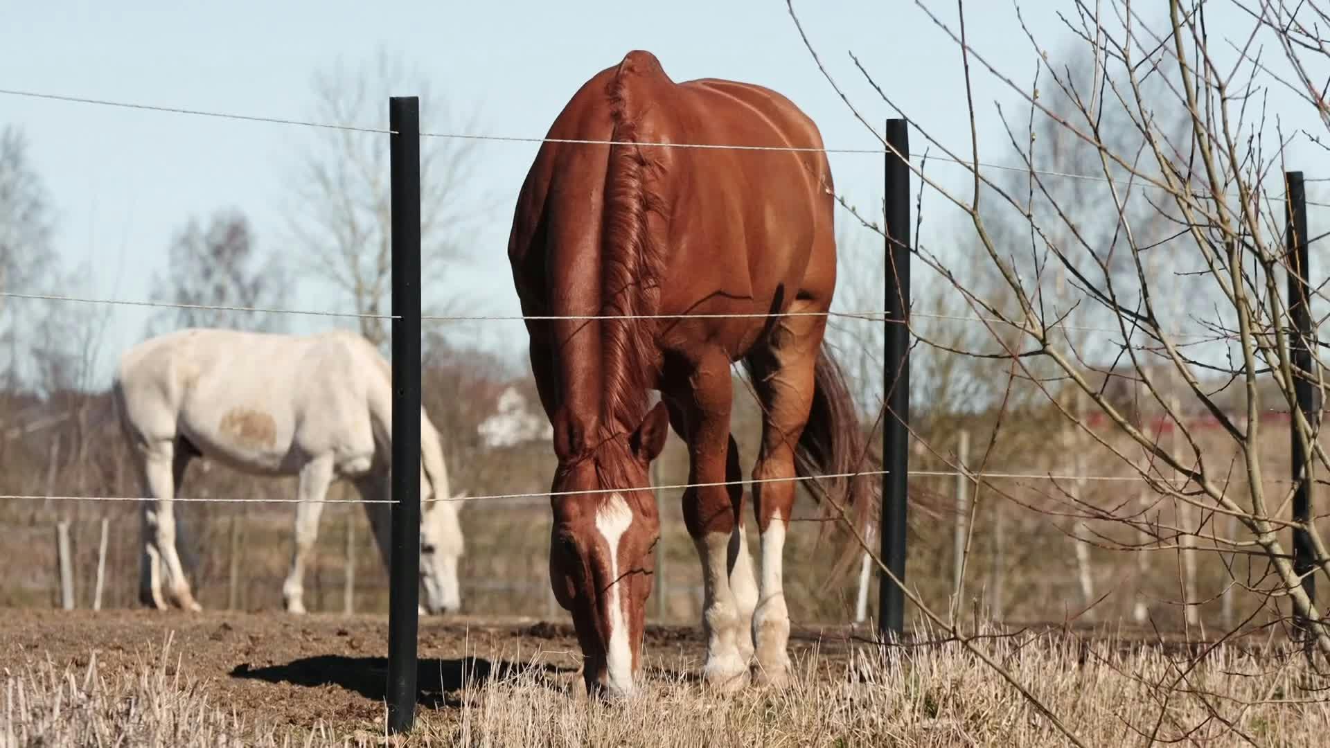 Walker Ranch Videos, Download The BEST Free 4k Stock Video Footage ...