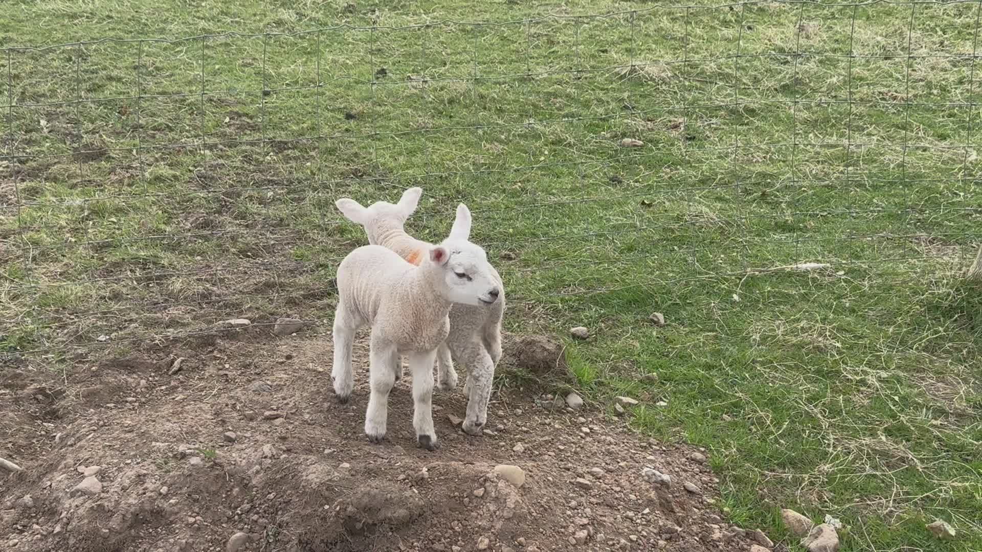 Adorable Lambs Frolicking in Spring Meadow Free Stock Video Footage ...