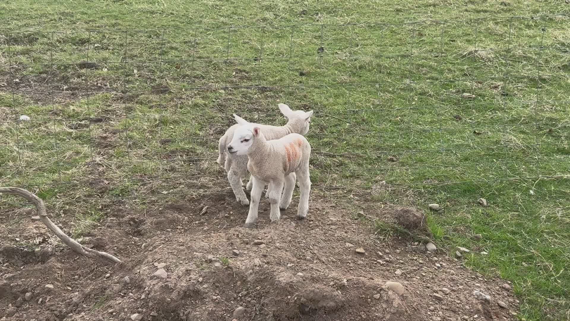Cordeiros Gêmeos Brincando Em Pasto Ensolarado · Vídeo profissional ...