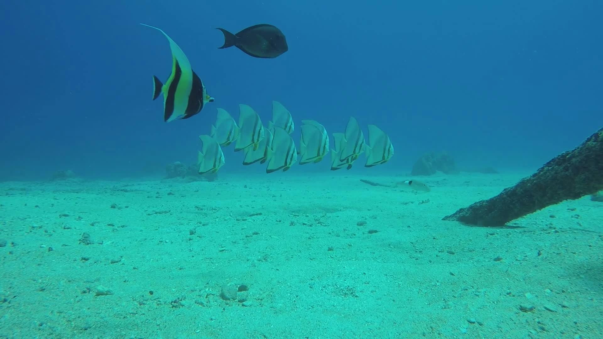 Cardume De Peixes Subaquáticos Em Habitat Oceânico · Vídeo profissional ...