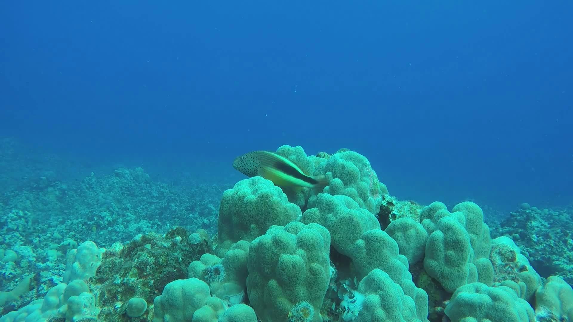 Fish Aquarium Screen Saver Videos, Download The BEST Free 4k Stock ...