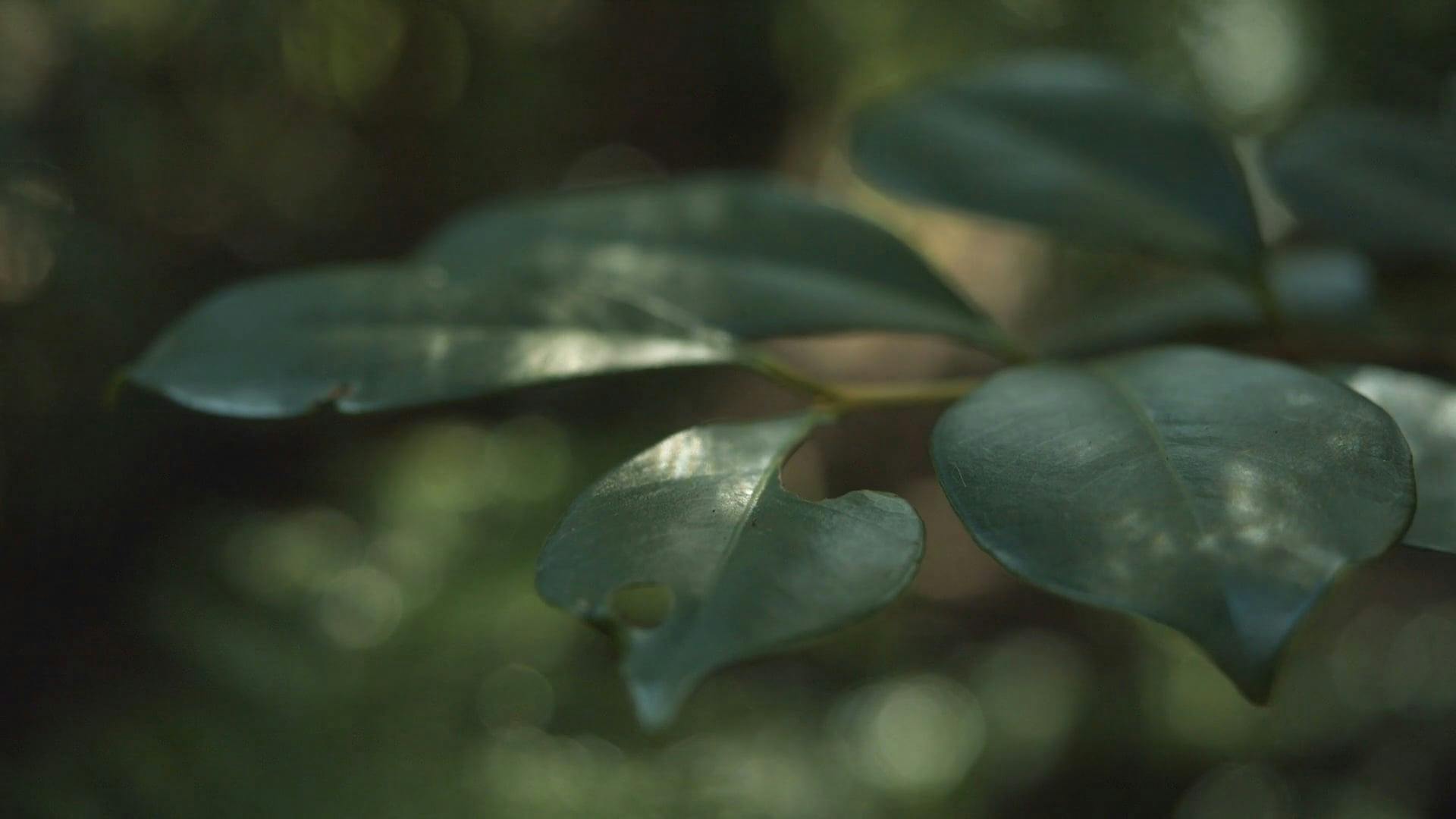 Plant Roots Damage Videos, Download The BEST Free 4k Stock Video ...