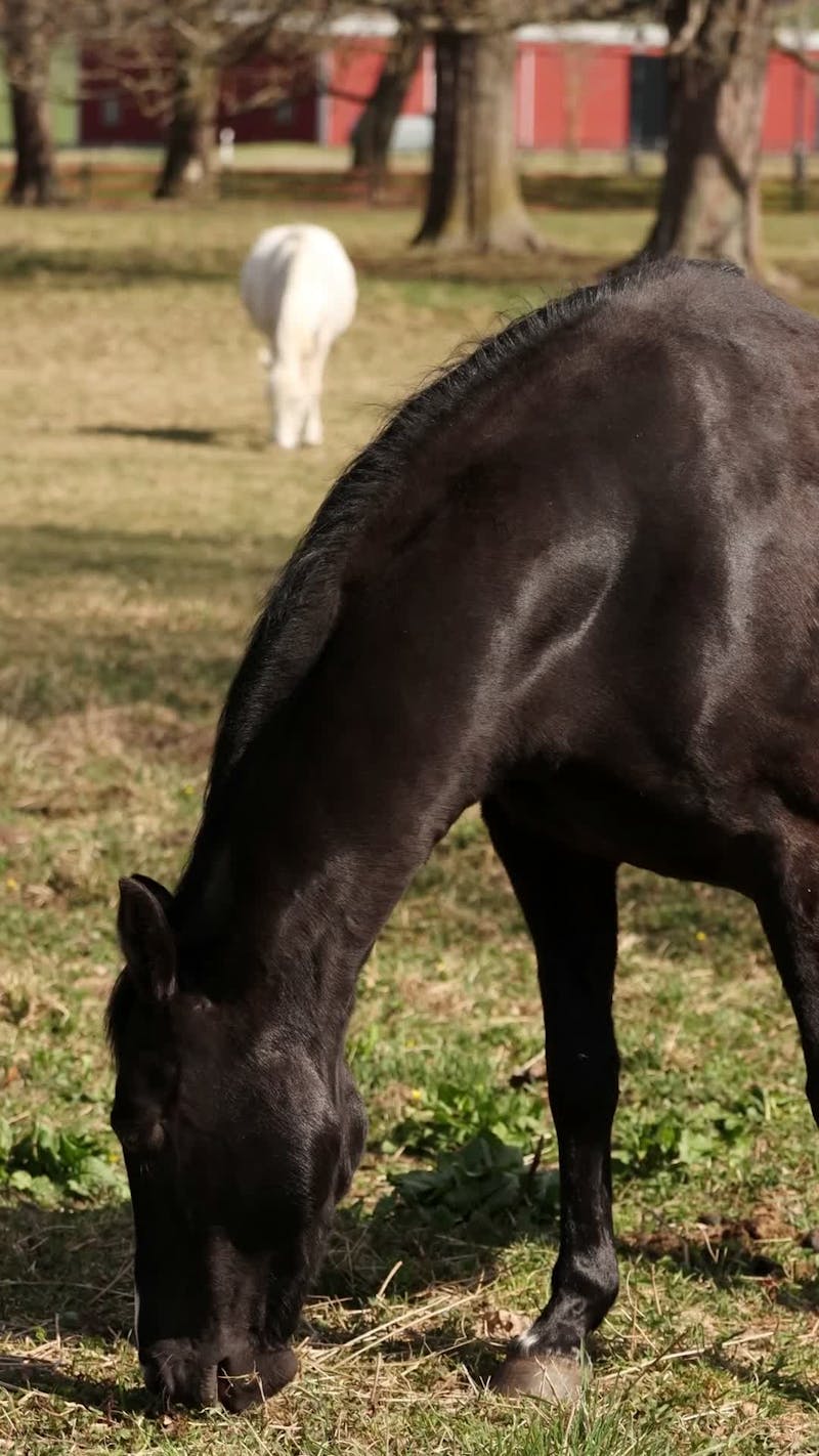 Eponer+Video Videos, Download The BEST Free 4k Stock Video Footage ...