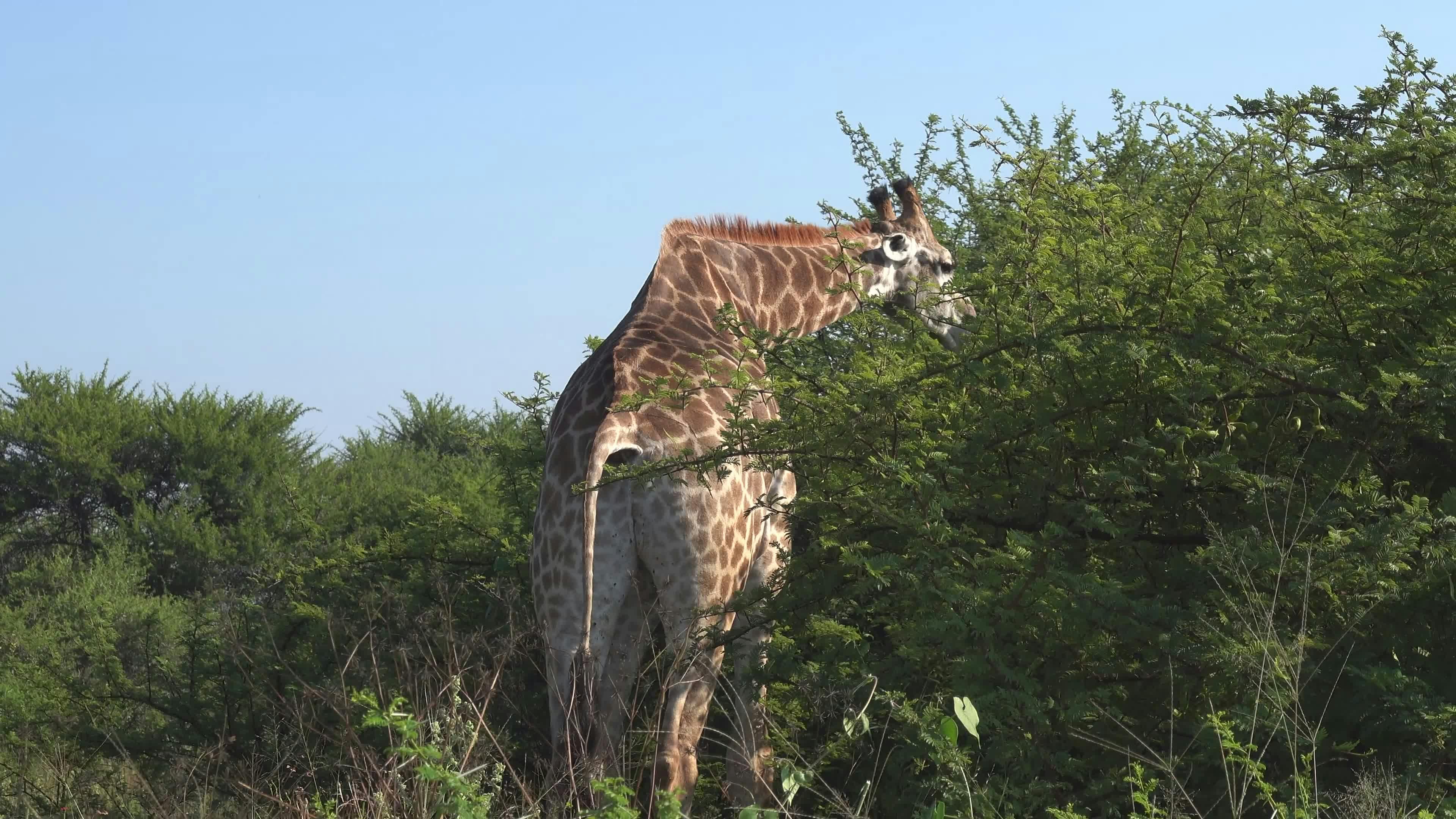 Vídeos de stock gratuitos sobre áfrica, alimentación, alto, animal alto ...