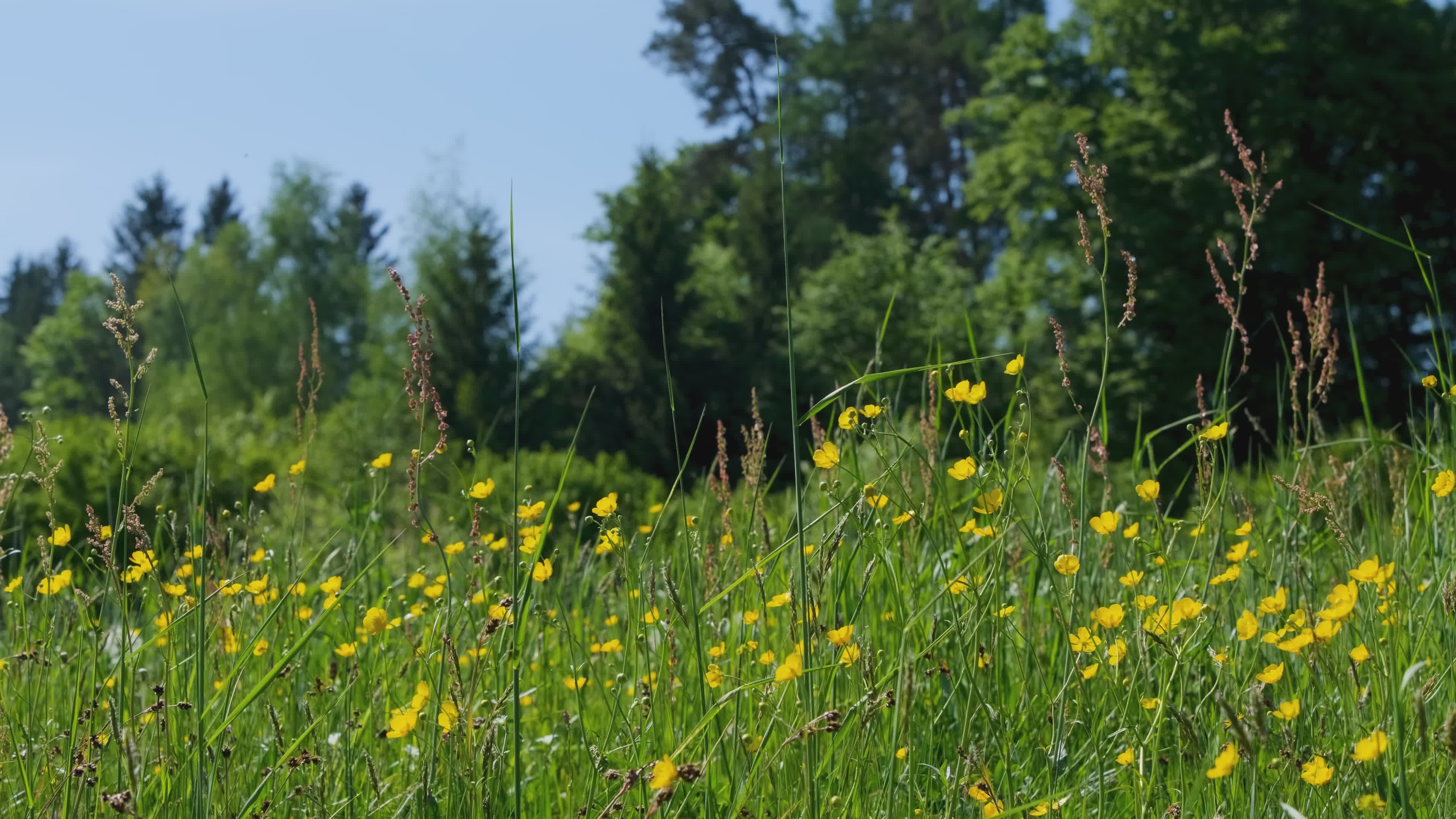 Tranquil Spring Wildflower Meadow Scene Free Stock Video Footage ...