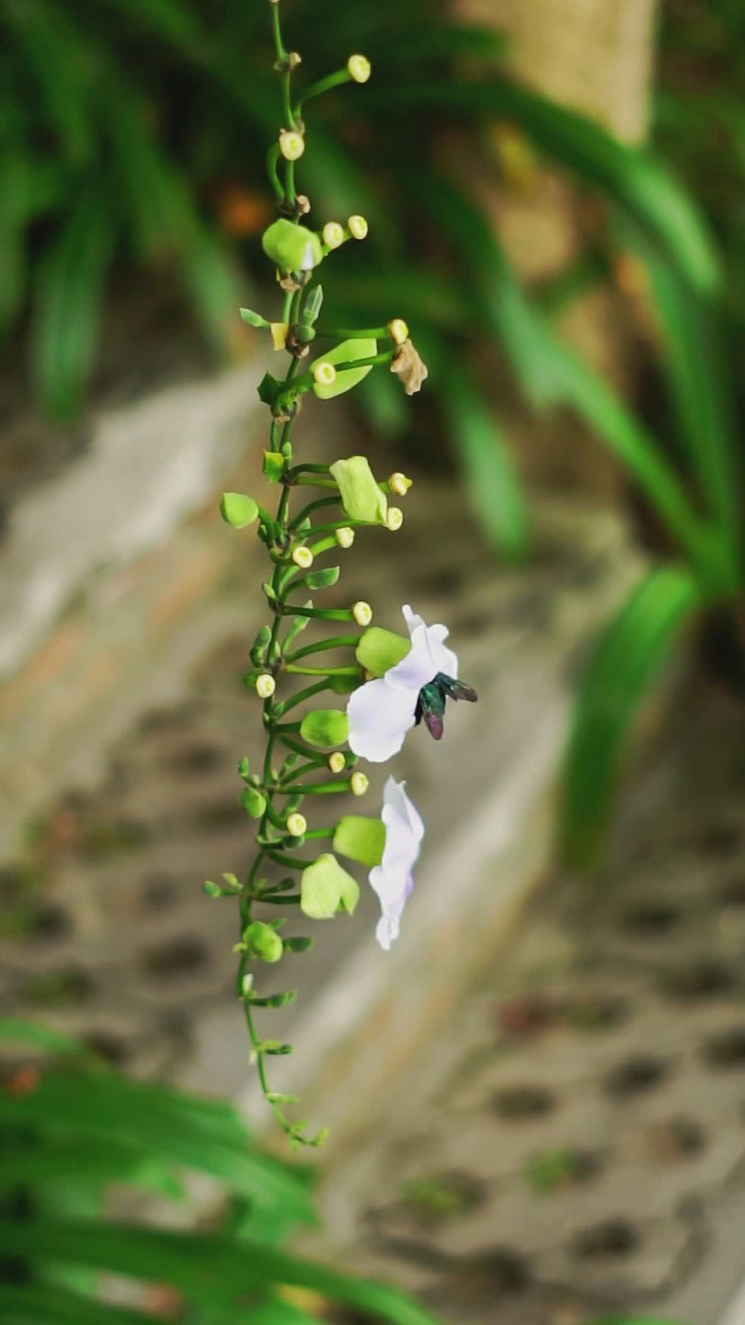 Javaスクリプト Videos, Download The BEST Free 4k Stock Video Footage & Java ...