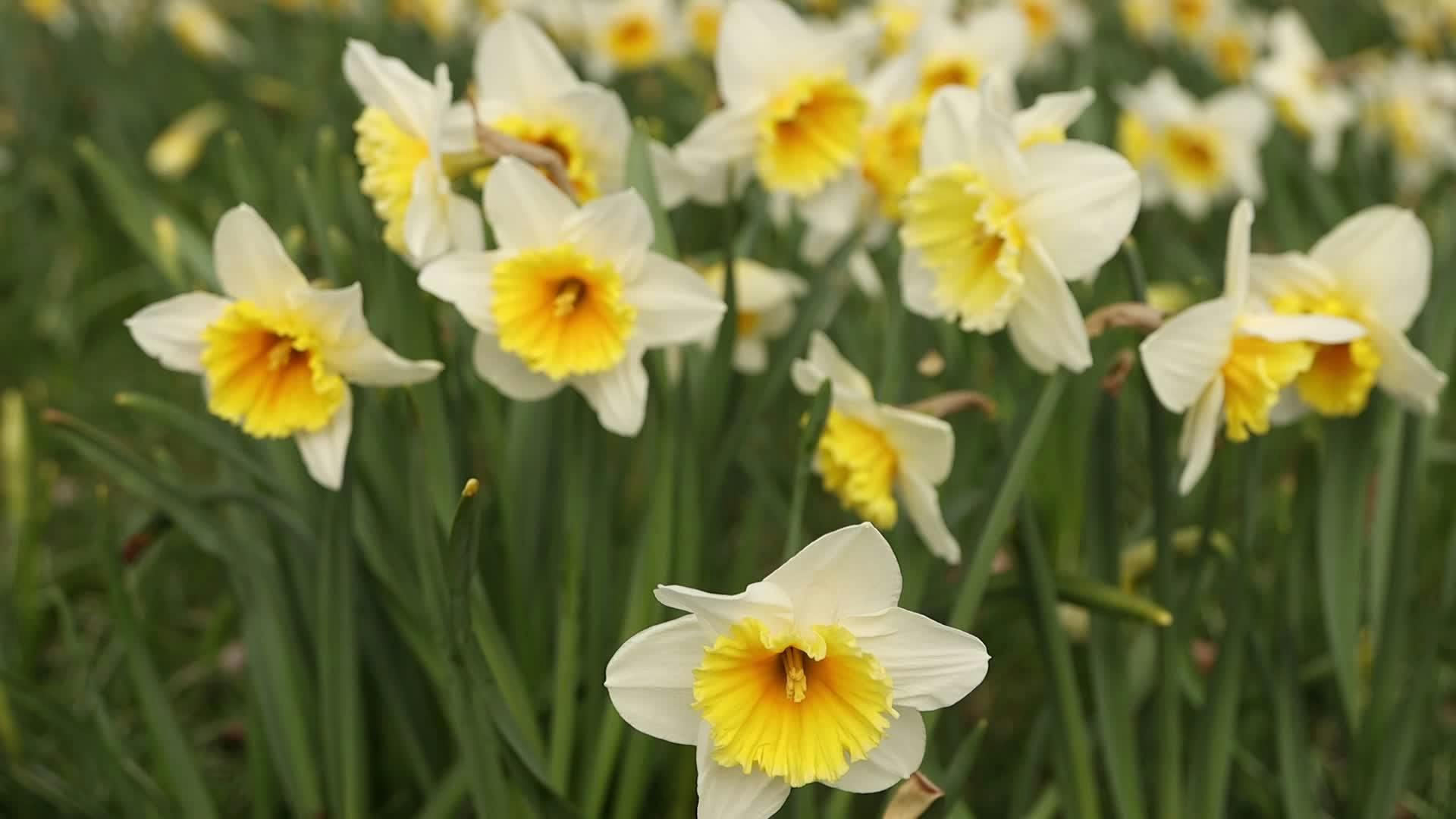 Natural Tranquil Soothing Relaxing Scene of a pair of daffodil flowers ...