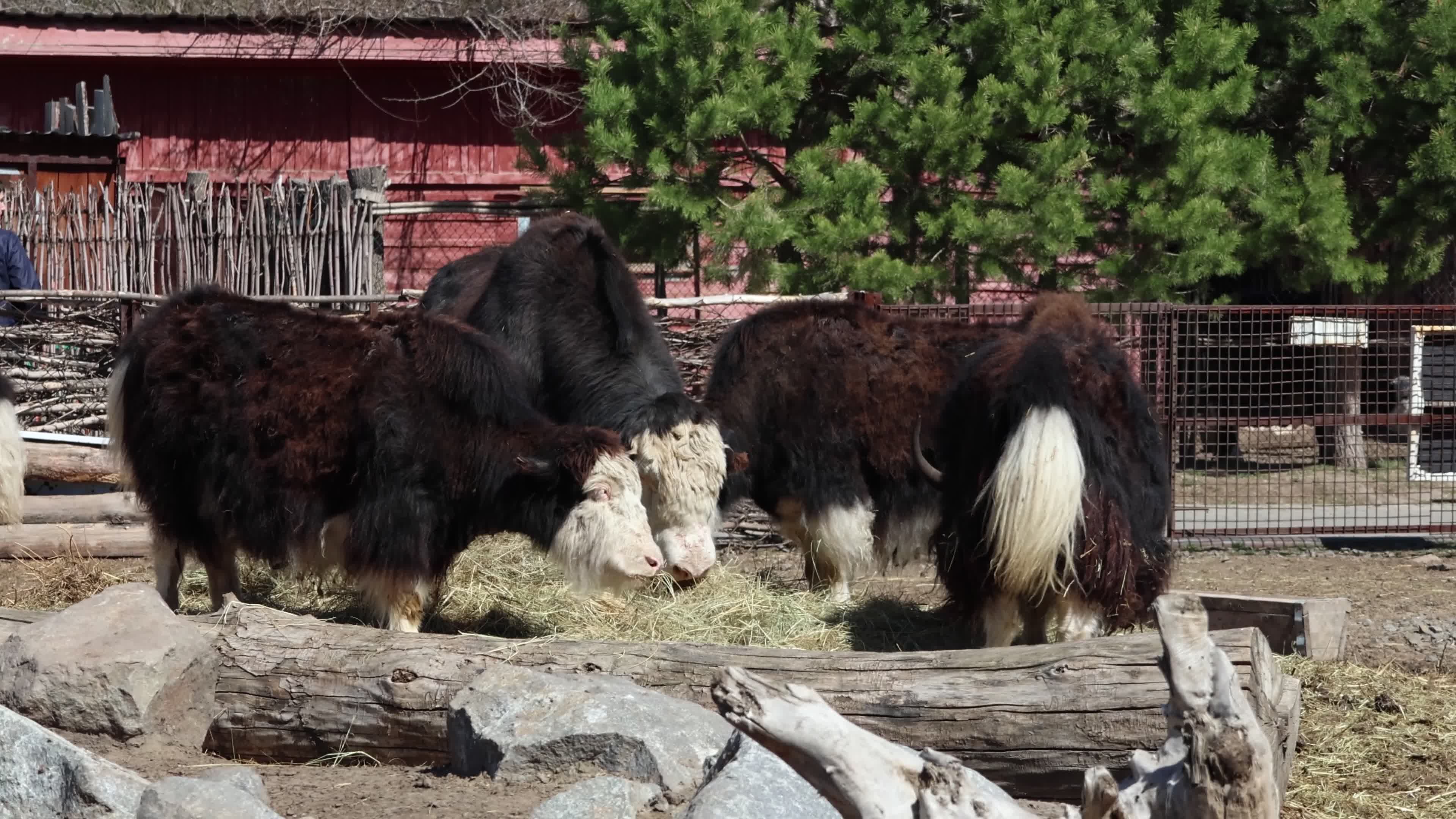 Yaks Grazing Peacefully in Rural Farm Setting Free Stock Video Footage ...