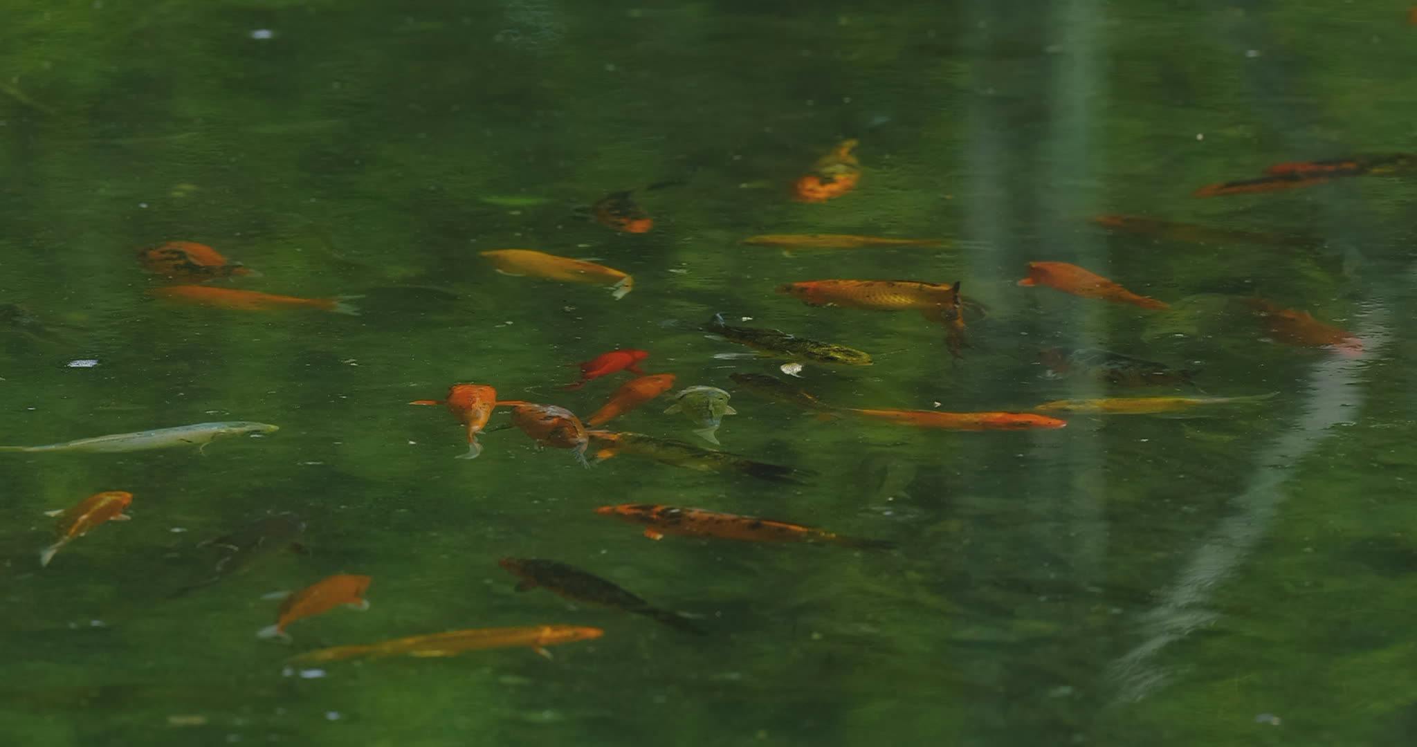 Background Without Watermark Videos, Download The BEST Free 4k Stock ...