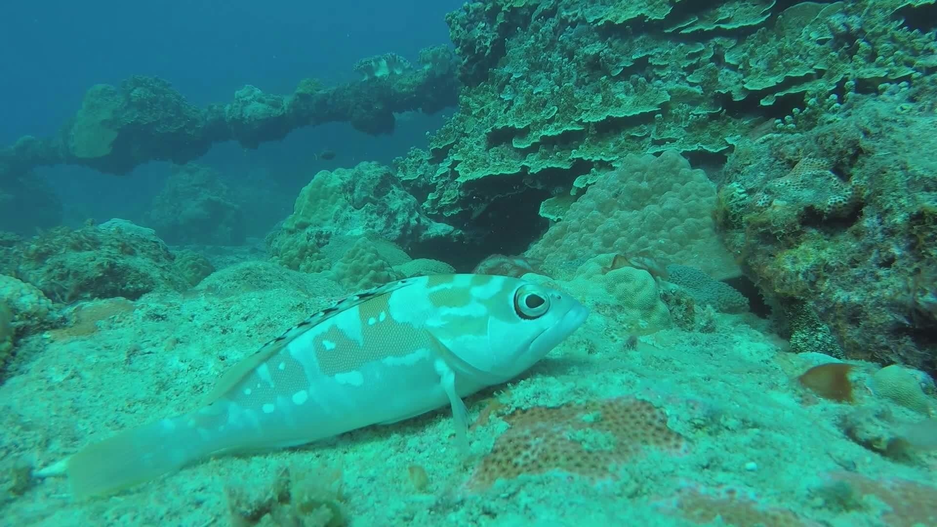 Tall+Fish Videos, Download The BEST Free 4k Stock Video Footage & Tall ...