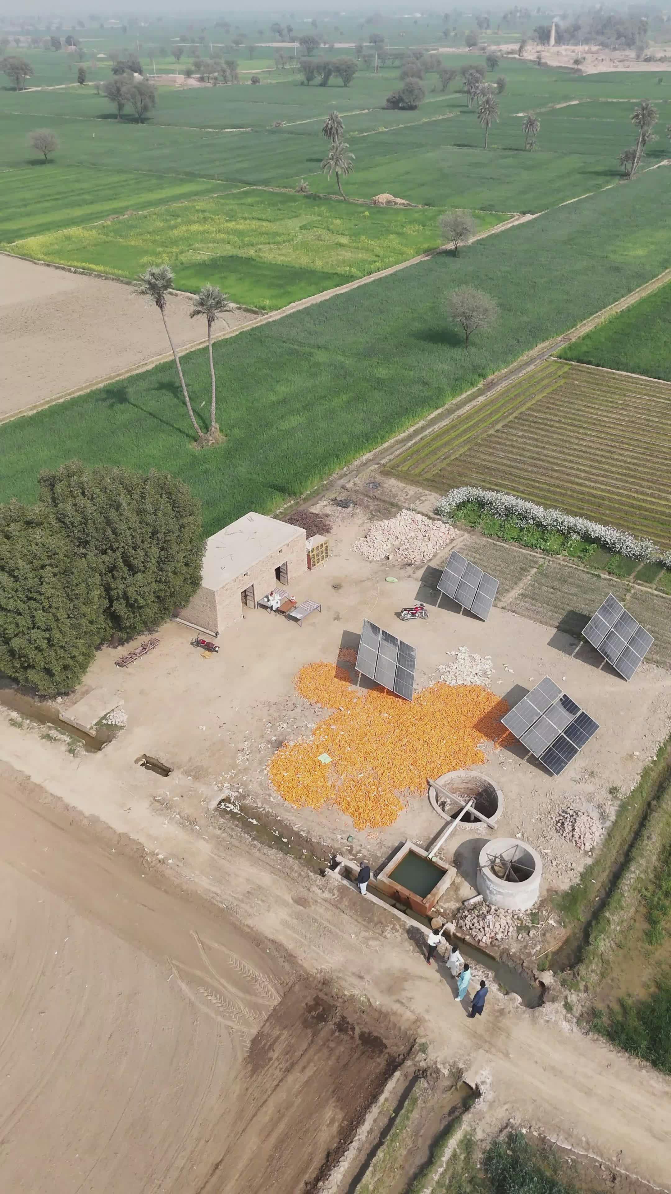 Papaya Cultivation Videos, Download The BEST Free 4k Stock Video ...