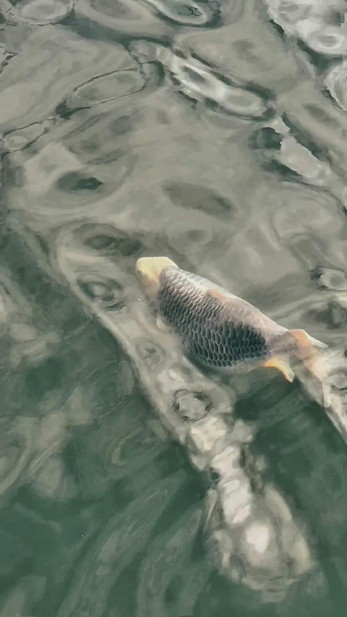 Free Pond Videos, Download The BEST Free 4k Stock Video Footage & Free ...