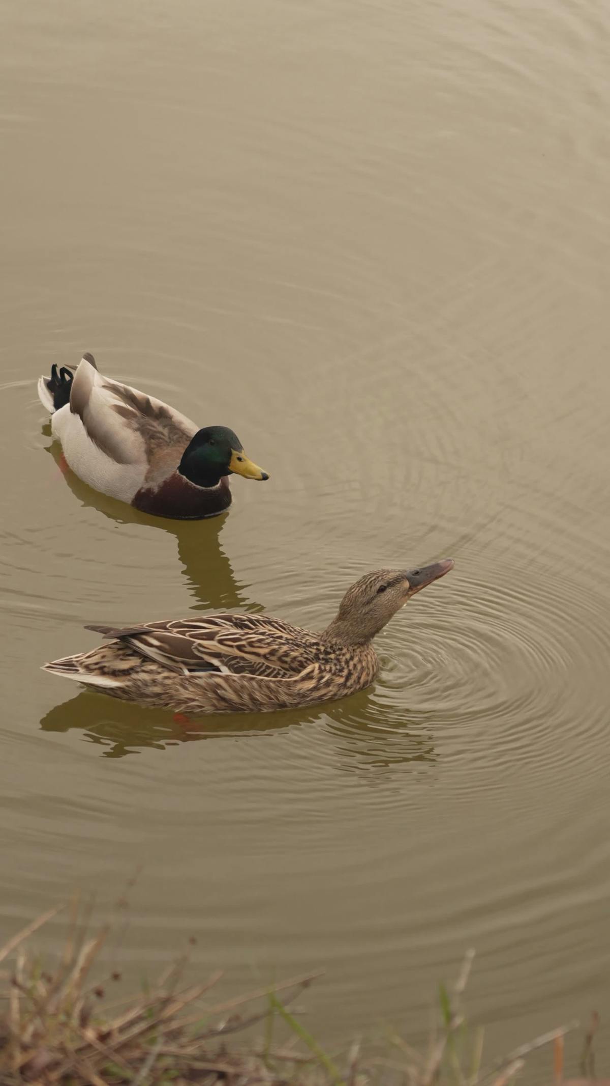 Chut+Chatne+Wali+Video Videos, Download The BEST Free 4k Stock Video ...