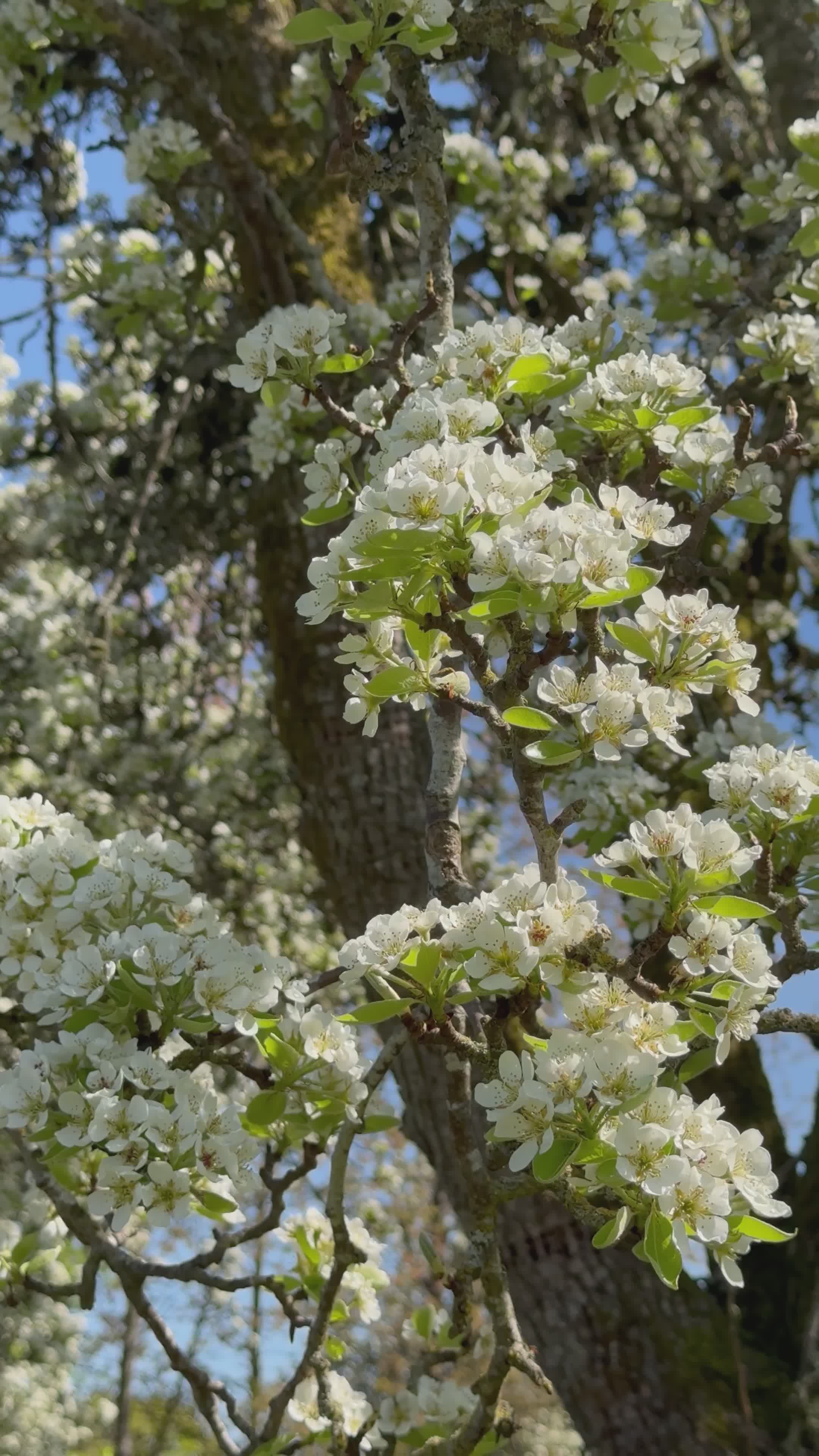 Mrs Tree Videos, Download The BEST Free 4k Stock Video Footage & Mrs ...
