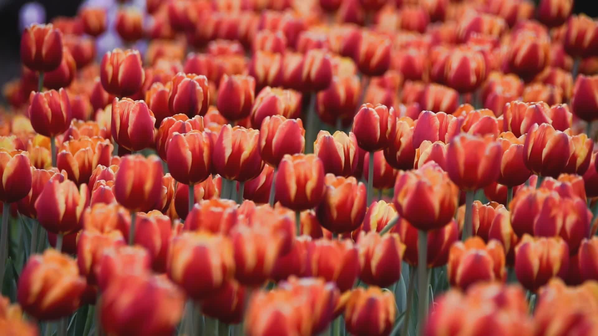 Vibrant Tulip Garden during Springtime Free Stock Video Footage ...