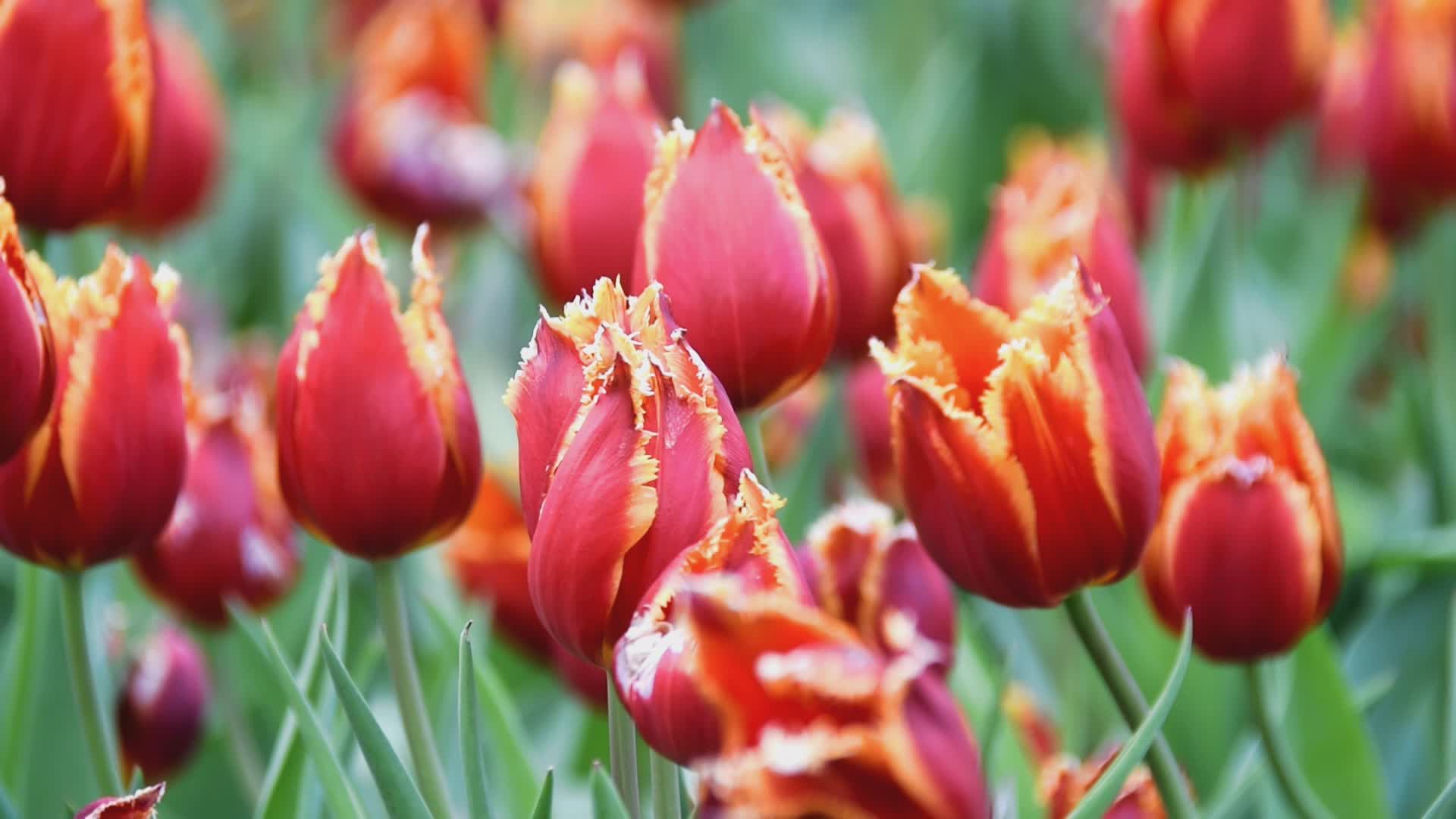 Vibrant Spring Tulip Blooms in Garden Free Stock Video Footage, Royalty ...