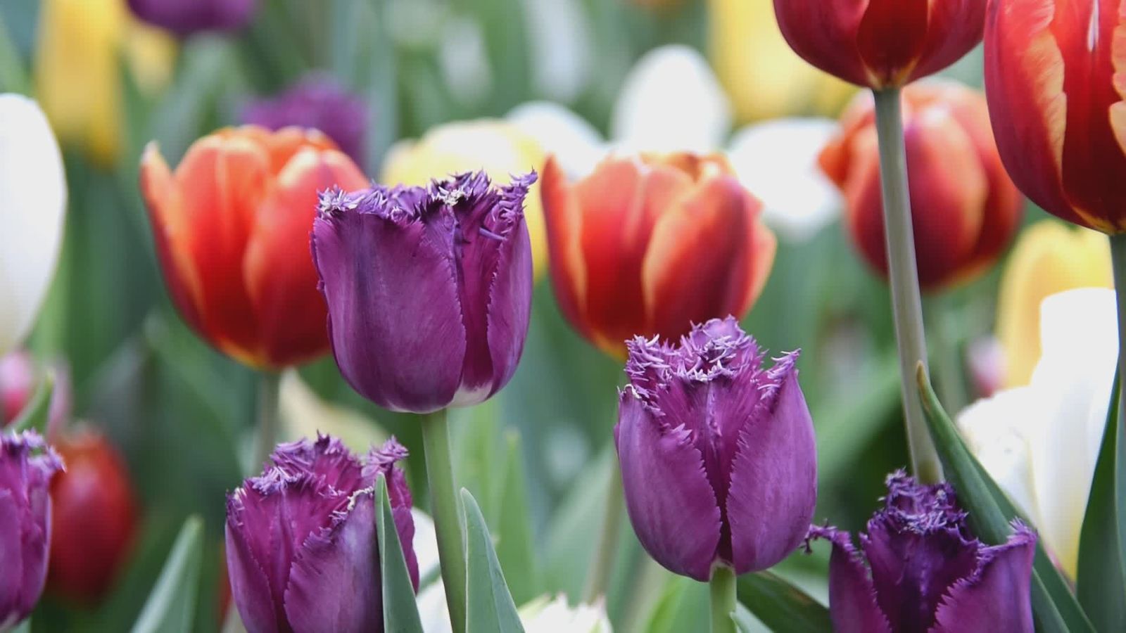 Blooming Flower Videos, Download The BEST Free 4k Stock Video Footage ...