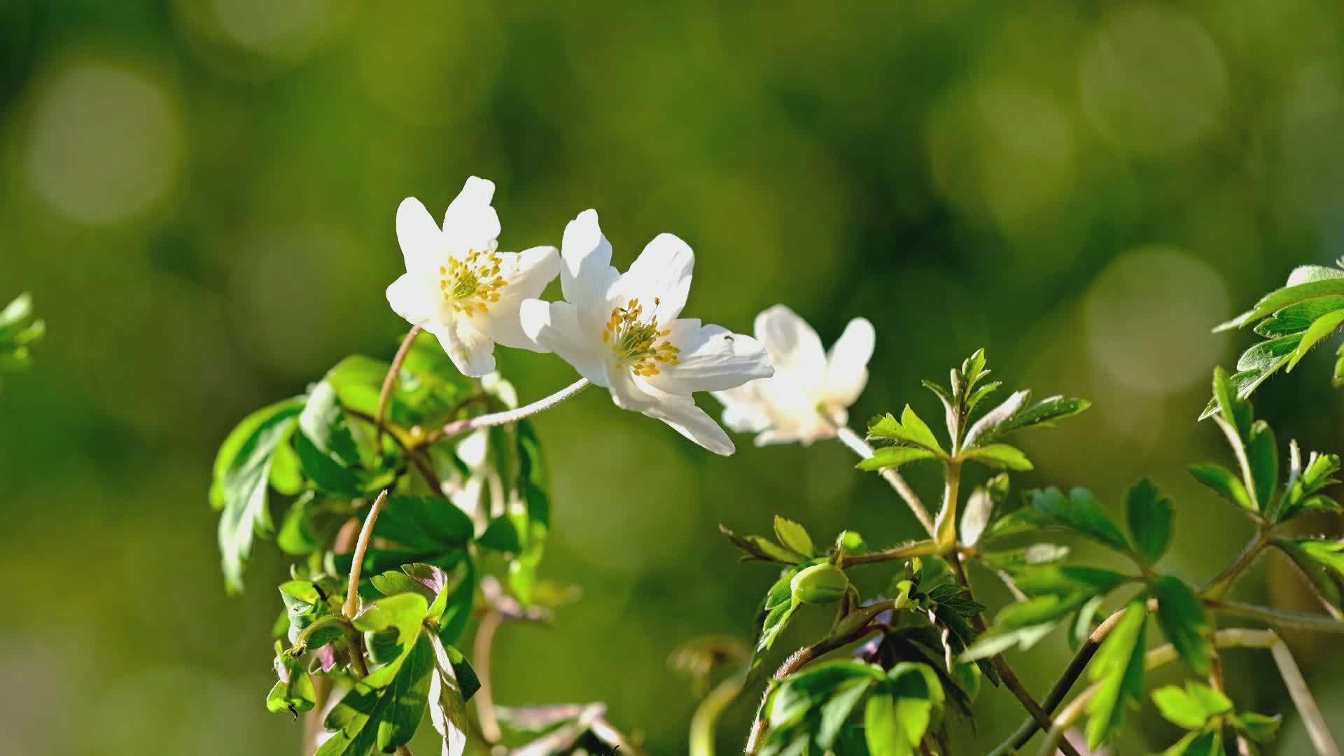 Easyworship Background Videos, Download The BEST Free 4k Stock Video ...