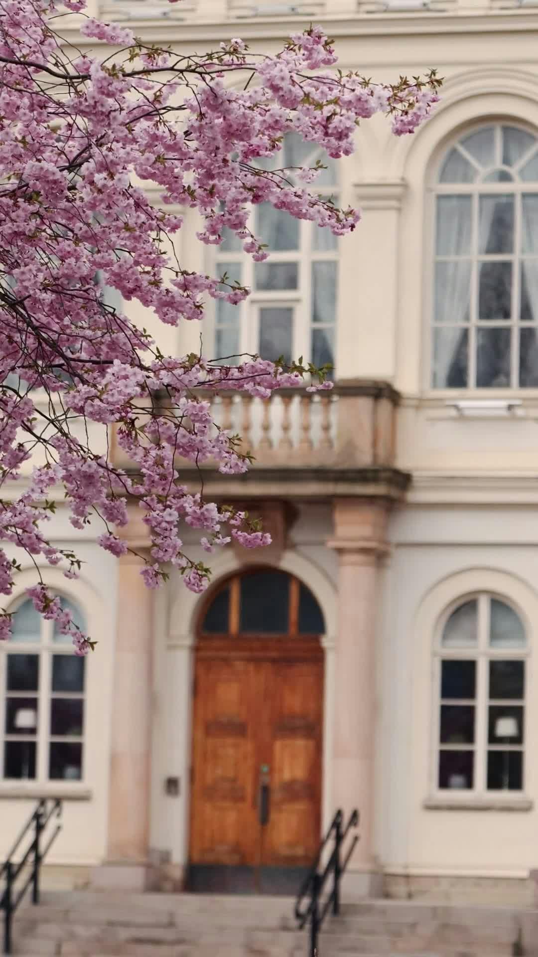 Springtime Scene in Jönköping with Cherry Blossoms Free Stock Video ...