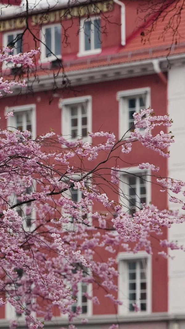 Pixabay Video Videos, Download The BEST Free 4k Stock Video Footage ...