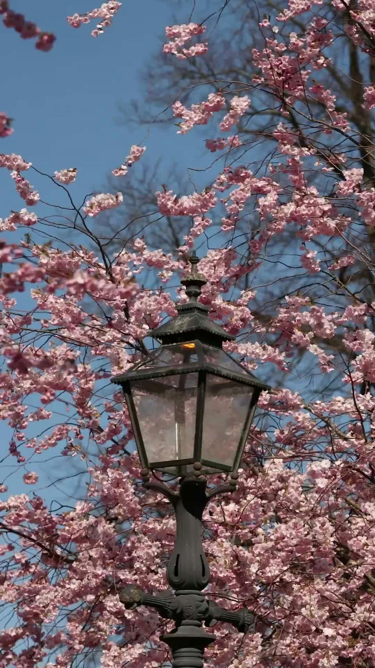 Videos Pixabay Videos, Download The BEST Free 4k Stock Video Footage ...