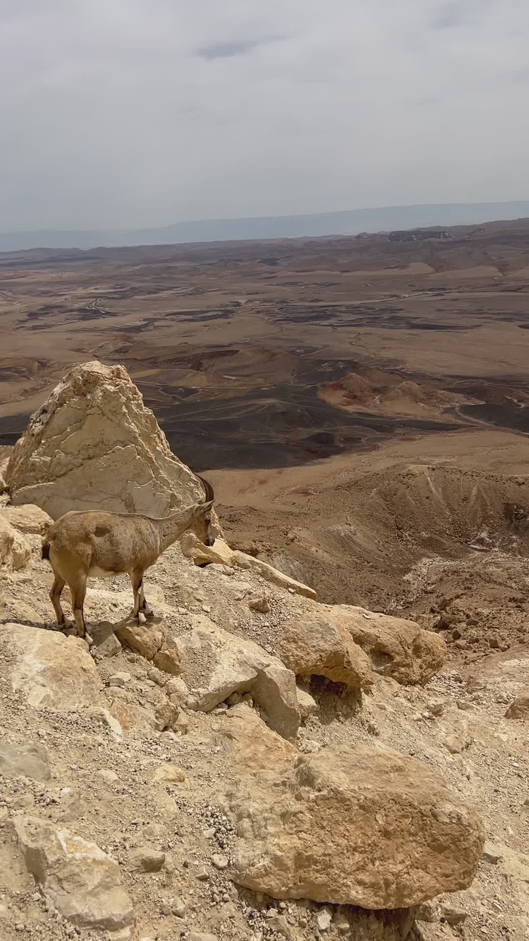Cabras Selvagens Da Montanha No Cânion Do Deserto · Vídeo profissional ...
