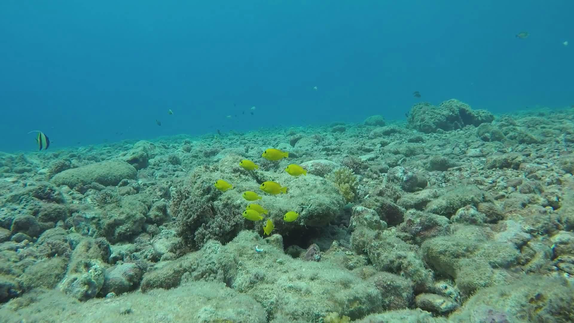 Peces Amarillos Vibrantes En El Hábitat Del Arrecife De Coral · Vídeo ...