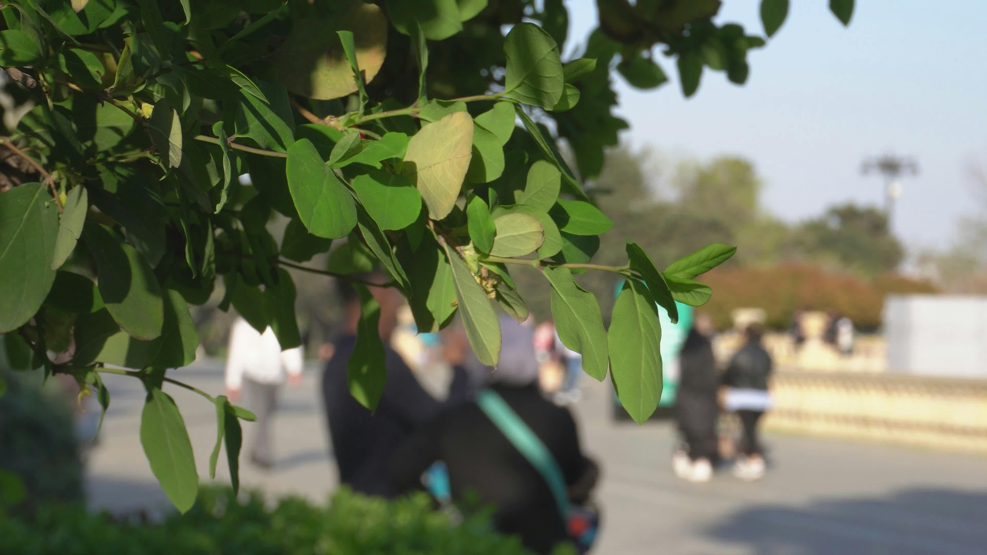 Vibrant Urban Park Scene with People Walking Free Stock Video Footage ...