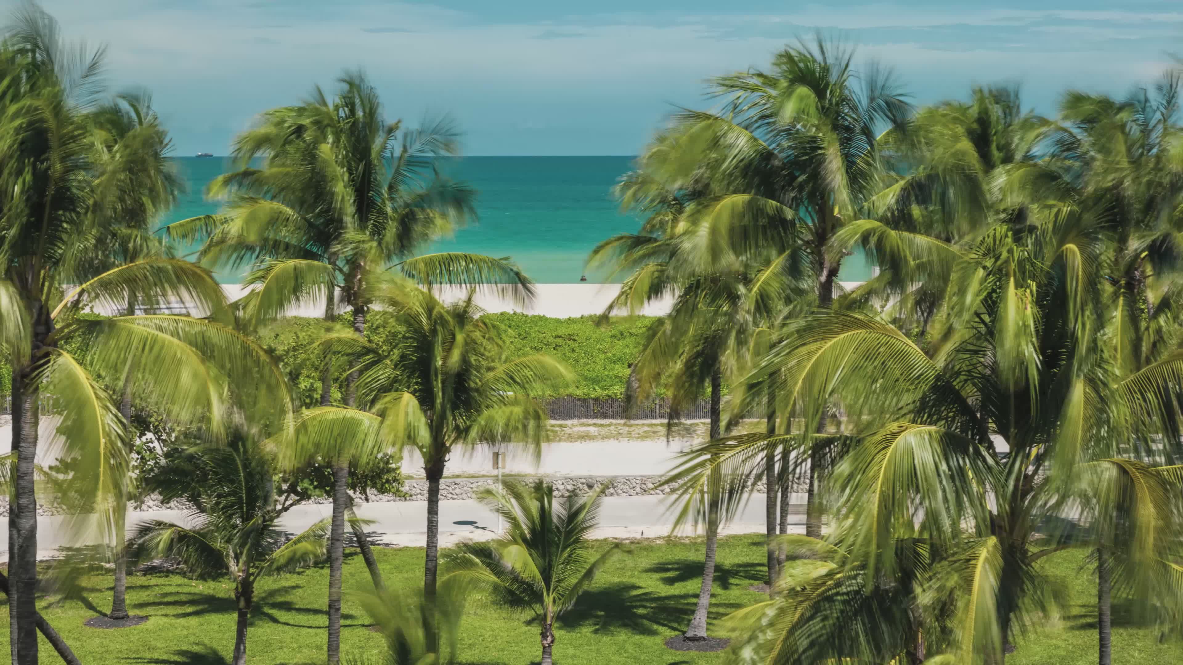 Sunny Miami Beach with Swaying Palm Trees Free Stock Video Footage ...