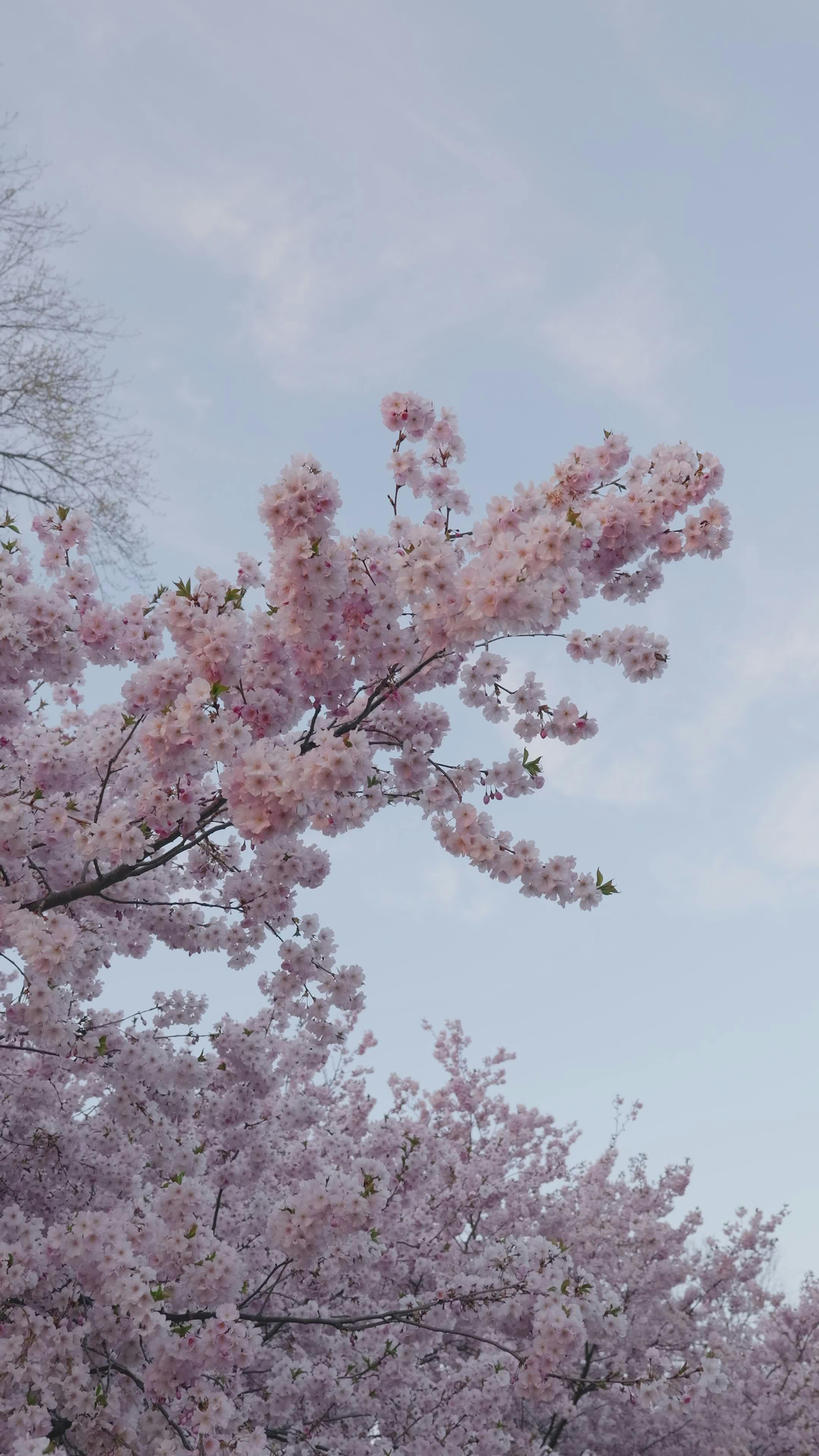 Zen In Nature Videos, Download The BEST Free 4k Stock Video Footage ...