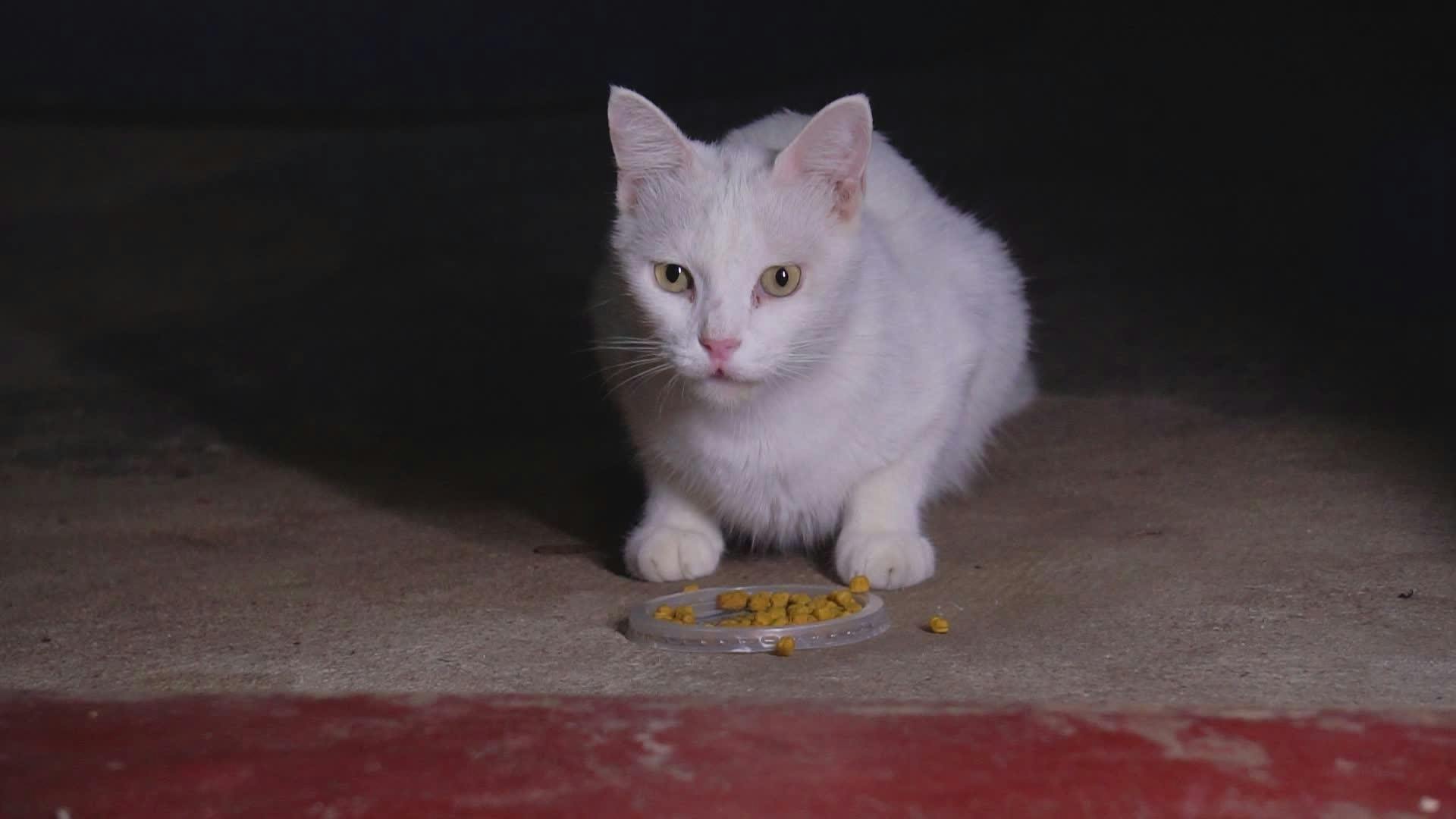 White Cat Eating Kibble Indoors Free Stock Video Footage, Royalty-Free ...