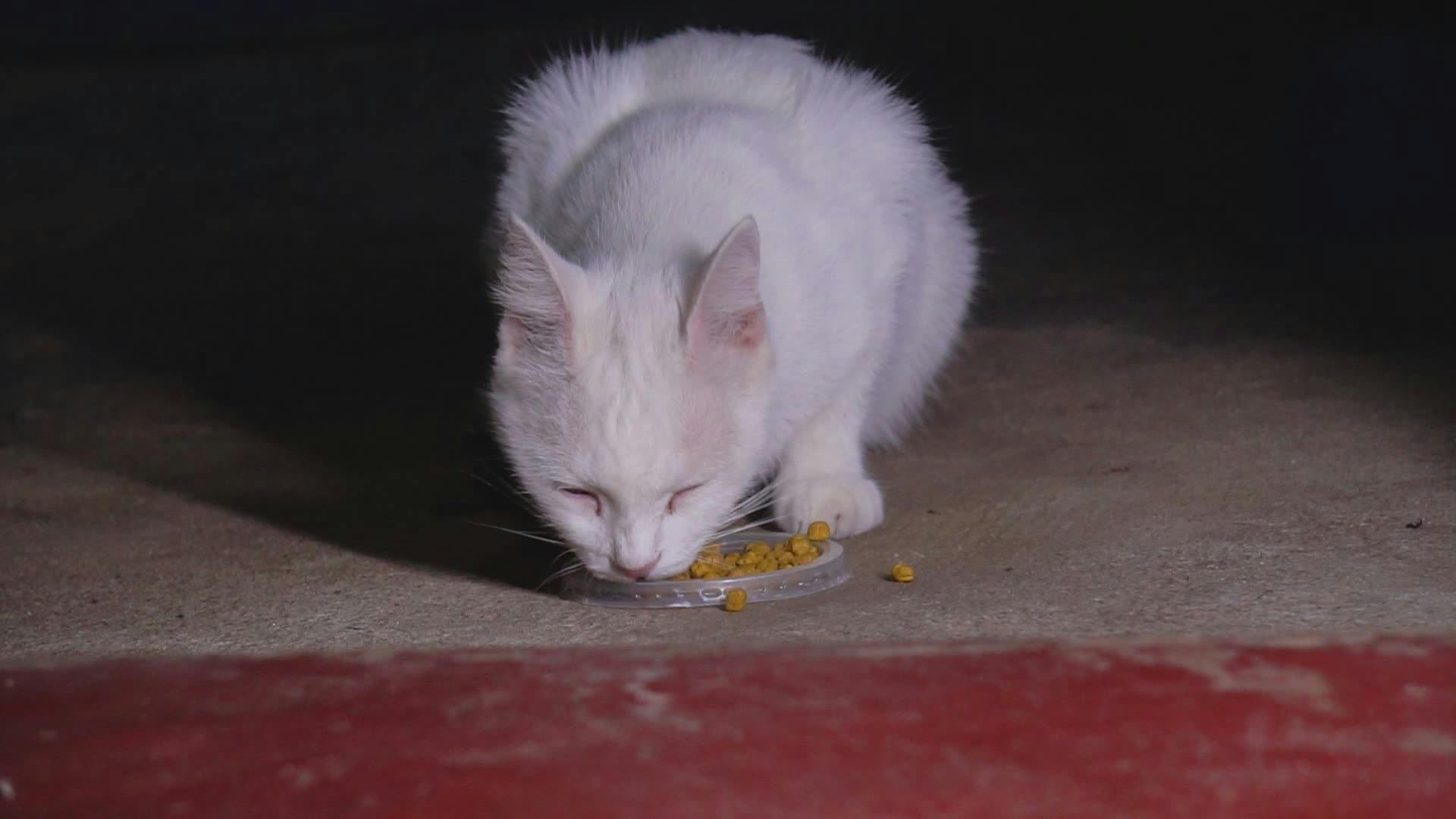 Cozy Indoor Scene of White Cat Eating Kibble Free Stock Video Footage ...