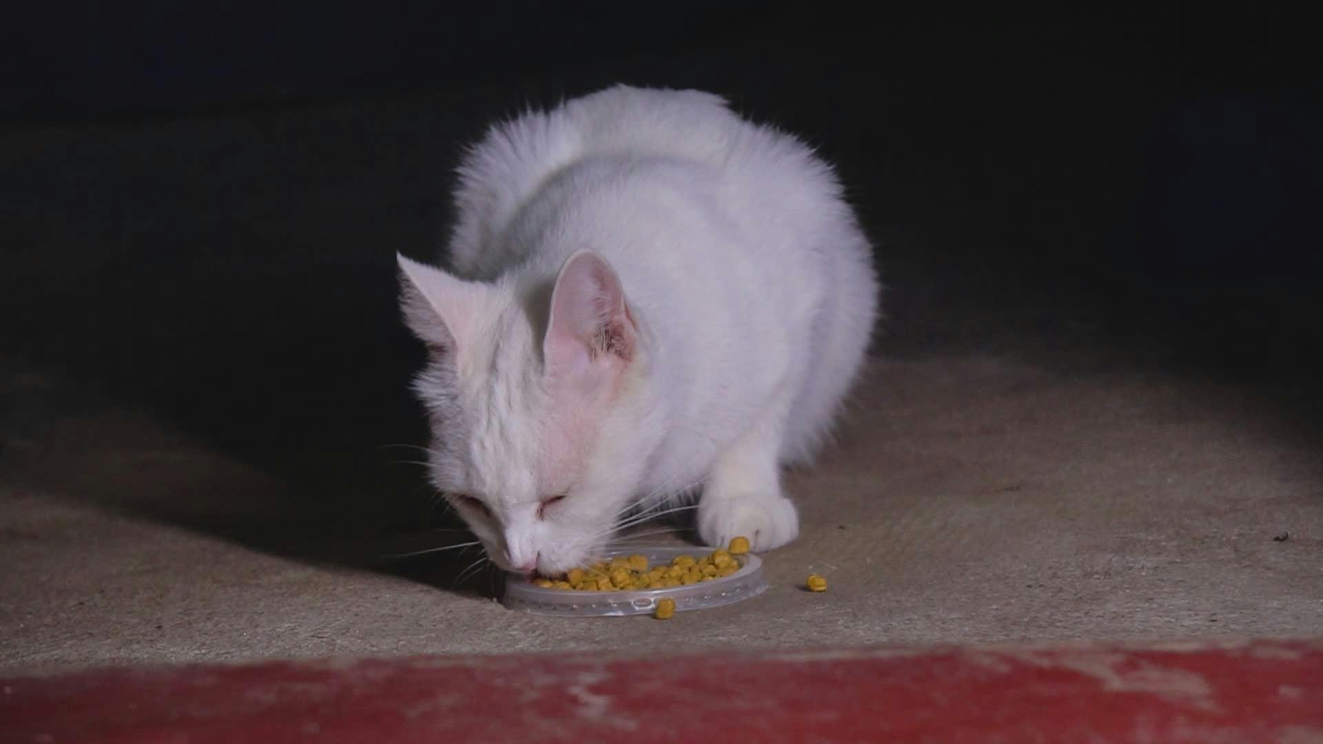White Cat Eating Kibble Indoors Free Stock Video Footage, Royalty-Free ...