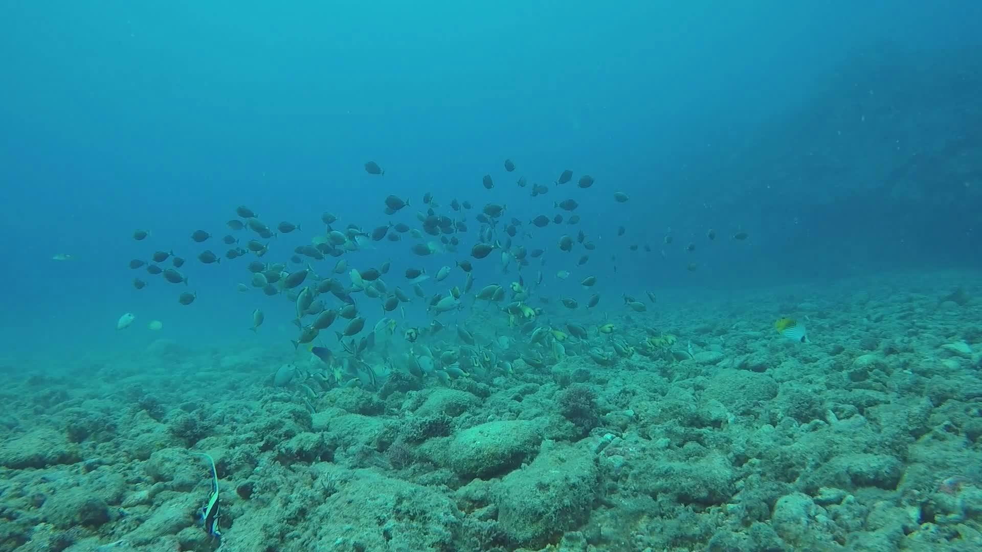 Sea With Fish Videos, Download The BEST Free 4k Stock Video Footage ...