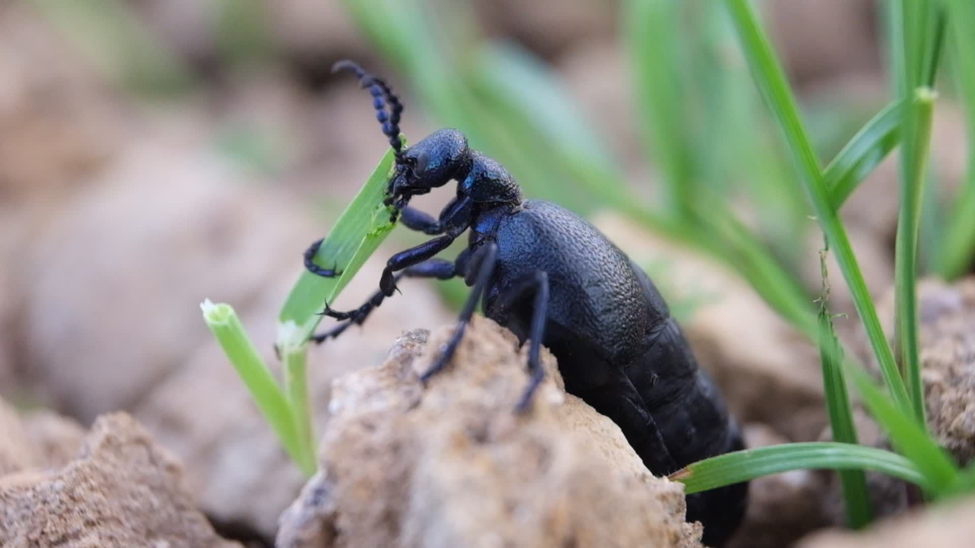 Close-up of a Black Beetle Eating Grass Free Stock Video Footage ...