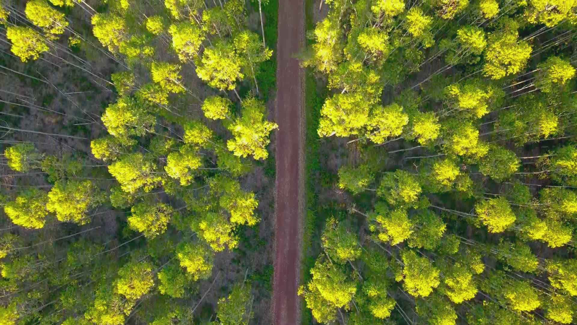 Vista Aérea De Un Exuberante Sendero Forestal Verde · Vídeo de stock ...