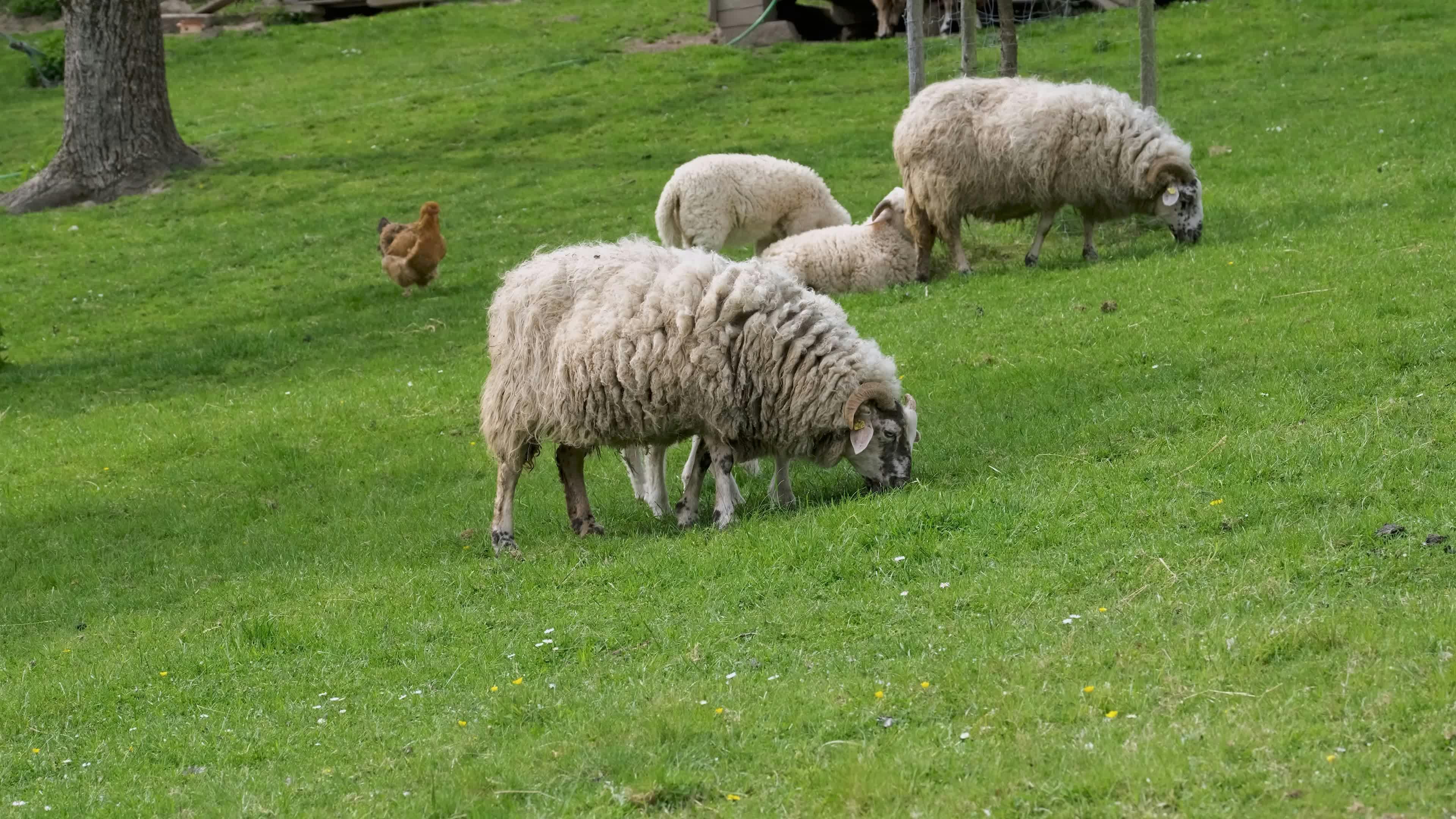 Iraqi Sheep Videos, Download The BEST Free 4k Stock Video Footage ...